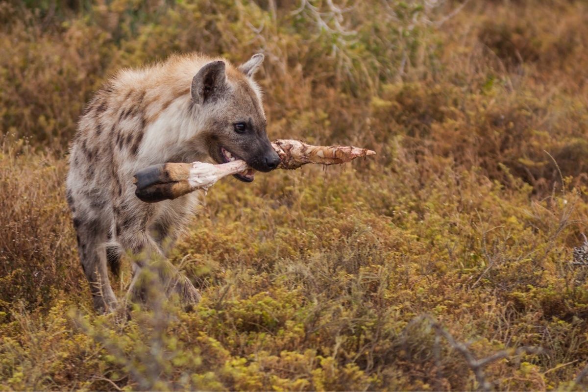 Hyena with bone... still cute | Scrolller