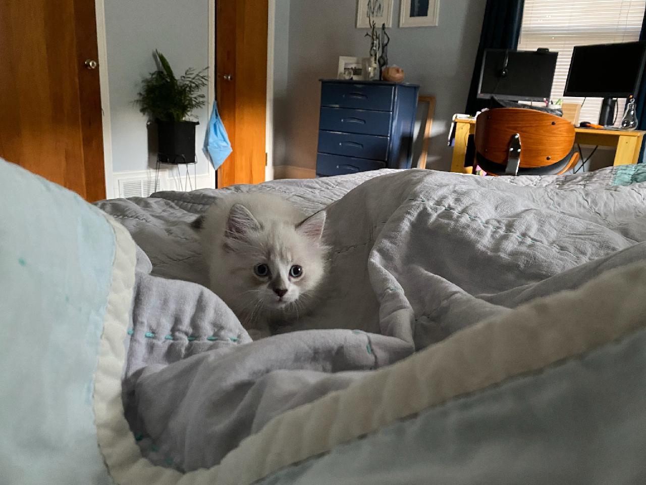 I attack | Scrolller