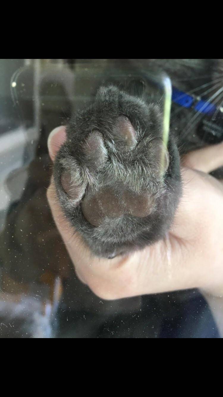 I call this one "Glass Toe Beans" | Scrolller