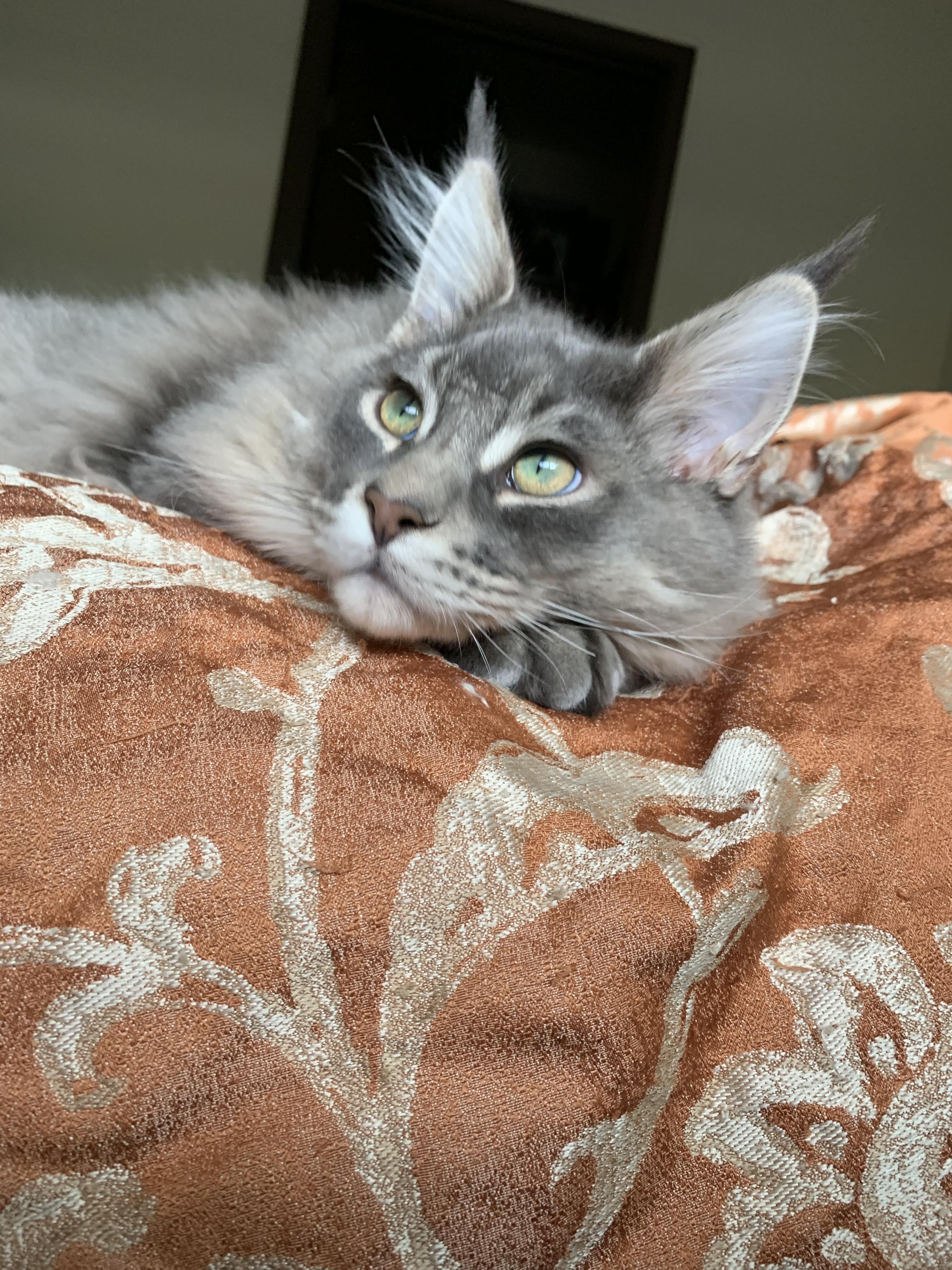 I can feel my heart melting. The ear floof! | Scrolller