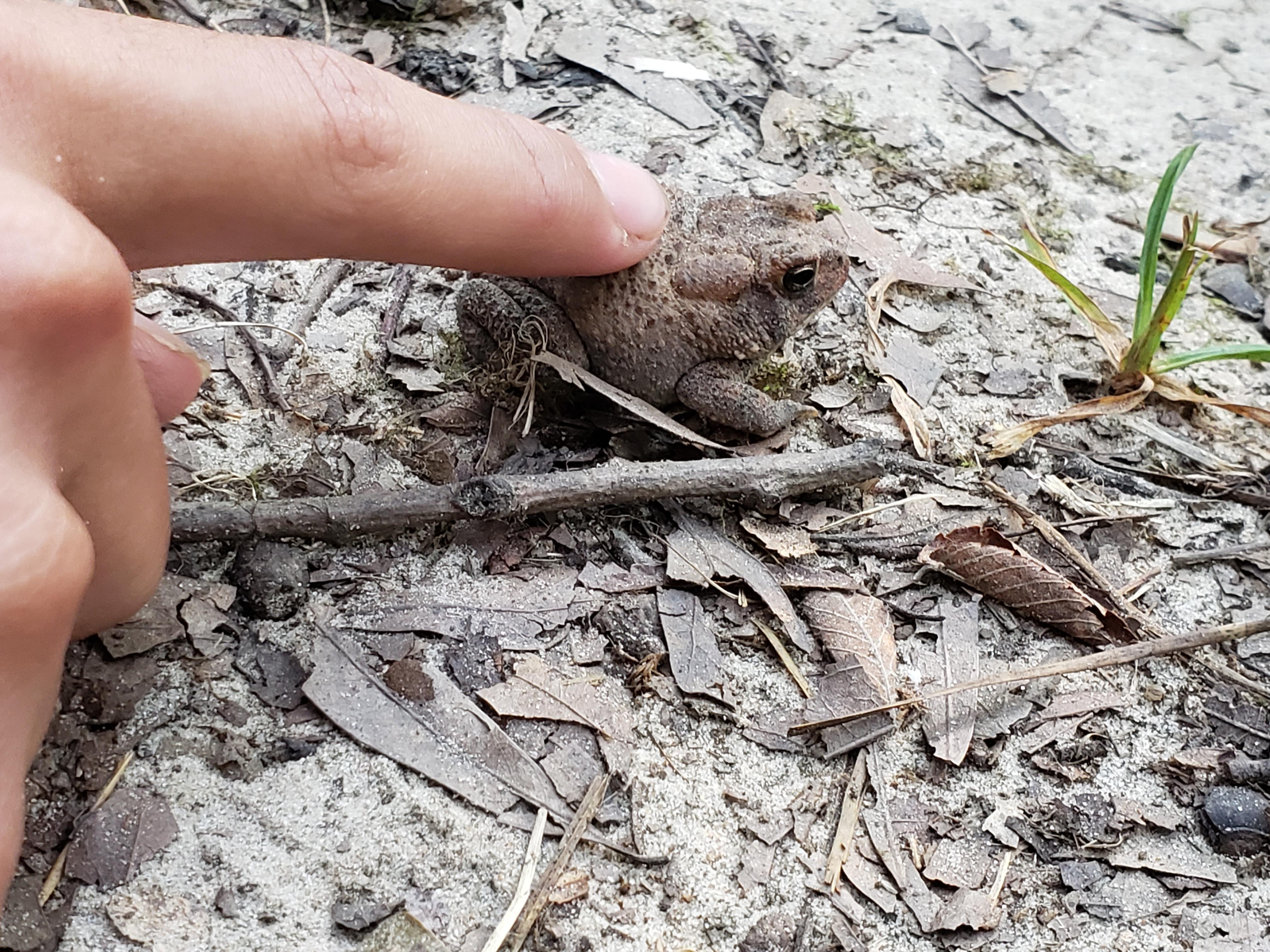 I can post anything, including me petting a tiny little frog | Scrolller