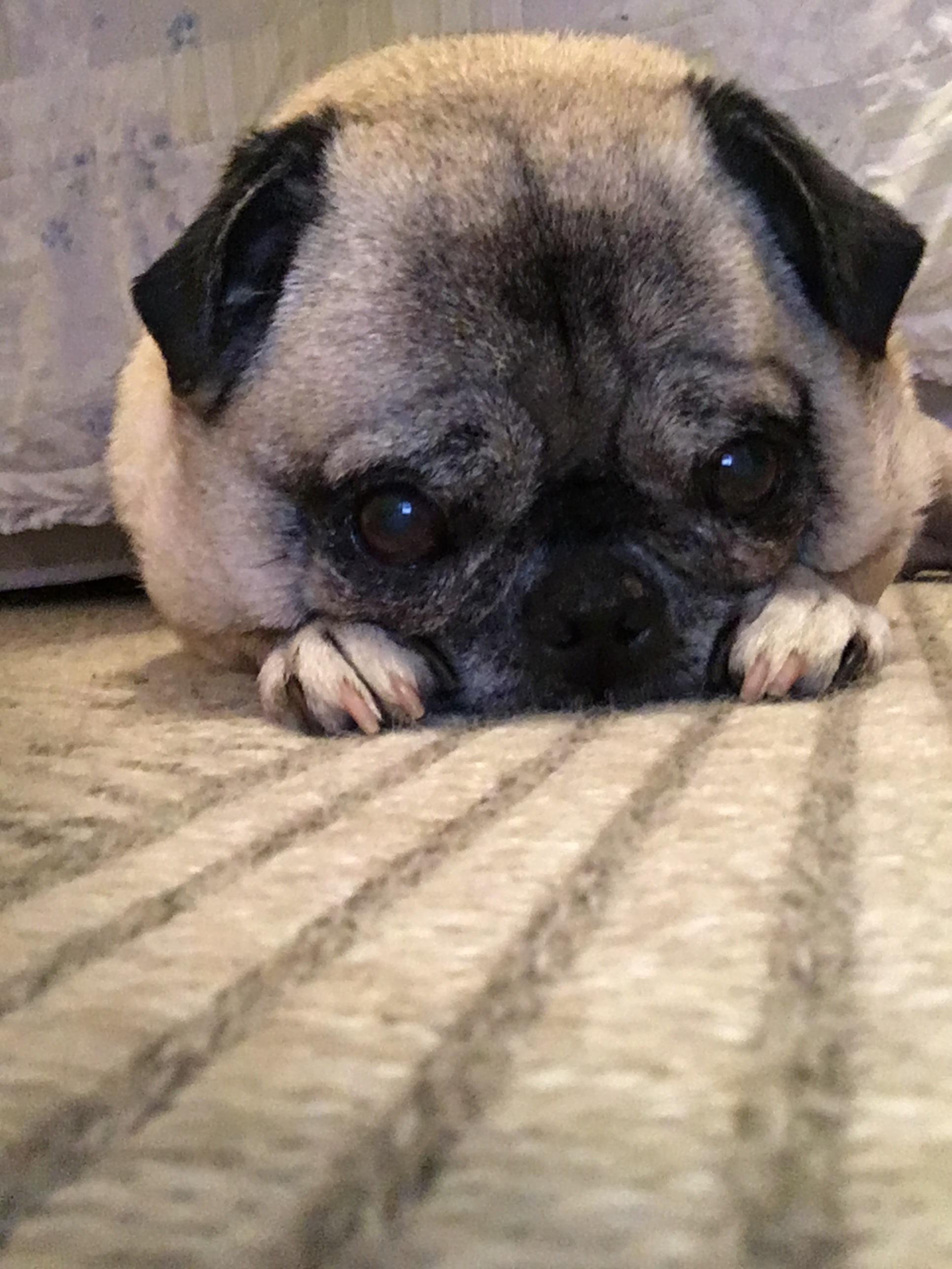 I can’t handle the cute, RIP Stubby. | Scrolller