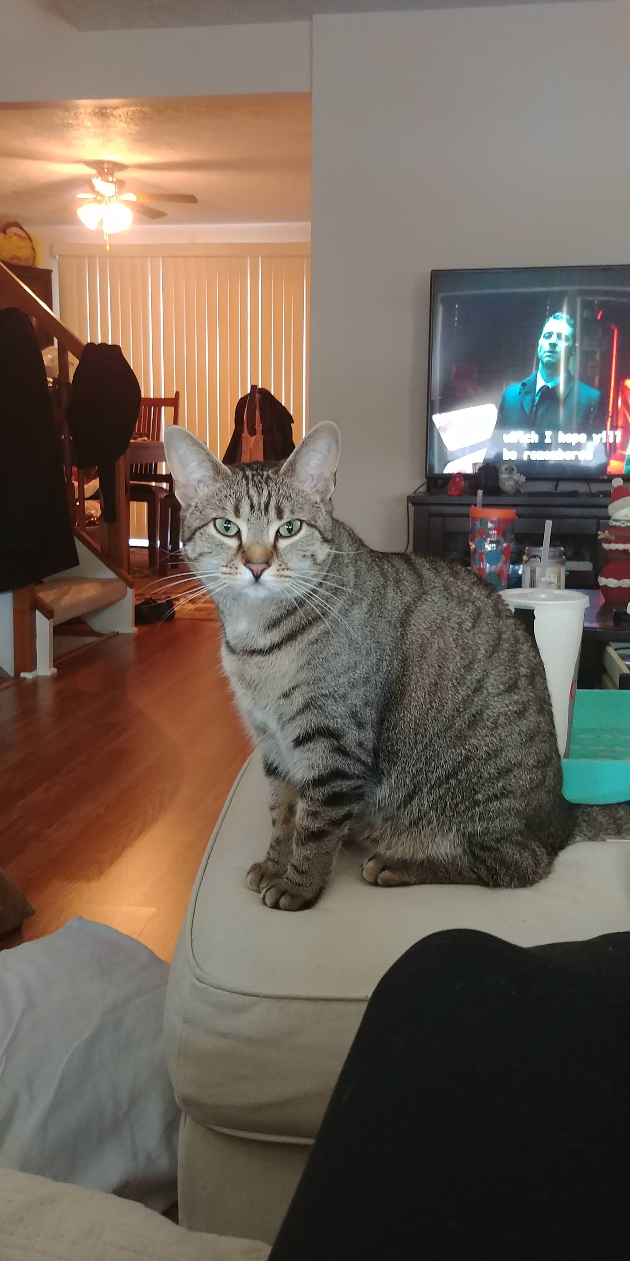 I cant believe im just finding this sub. Meet my Mocha Bean. | Scrolller