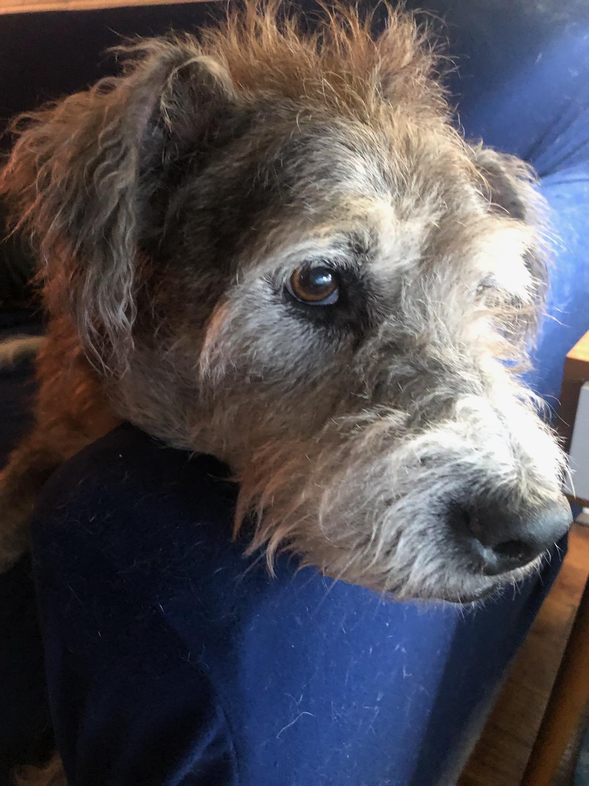 I caught Jeff the Dog daydreaming yesterday. | Scrolller