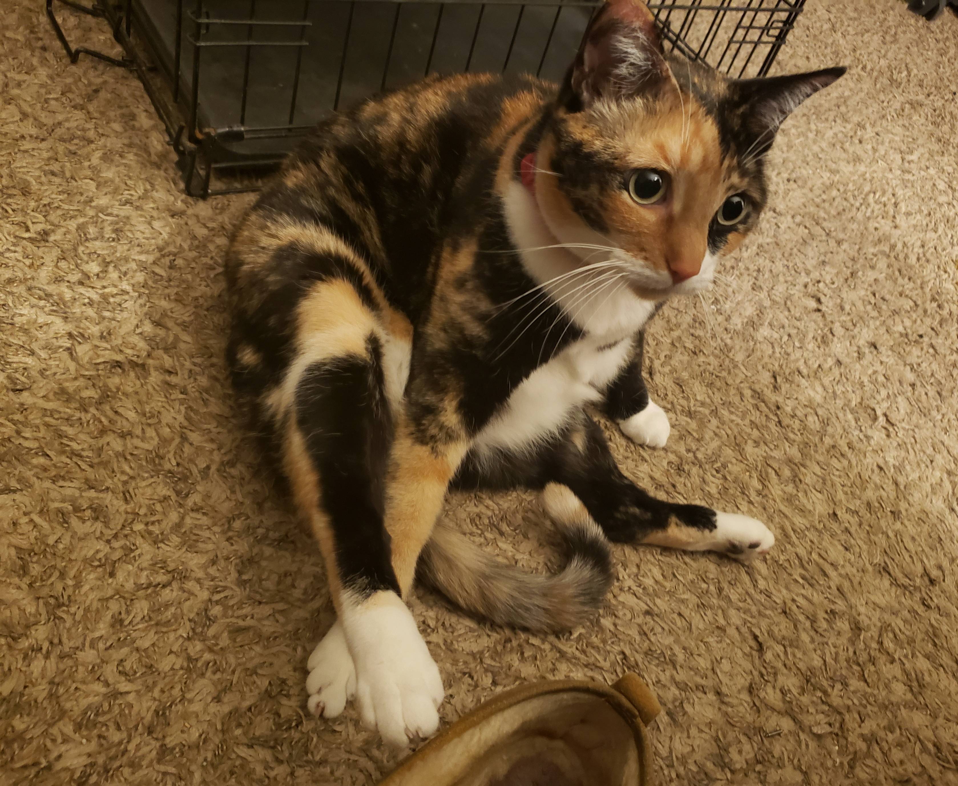 I disturbed her grooming | Scrolller