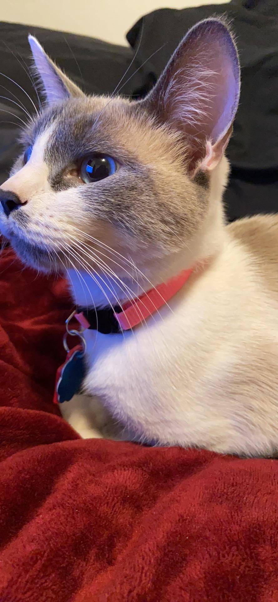 I finally got a kitty!!! | Scrolller