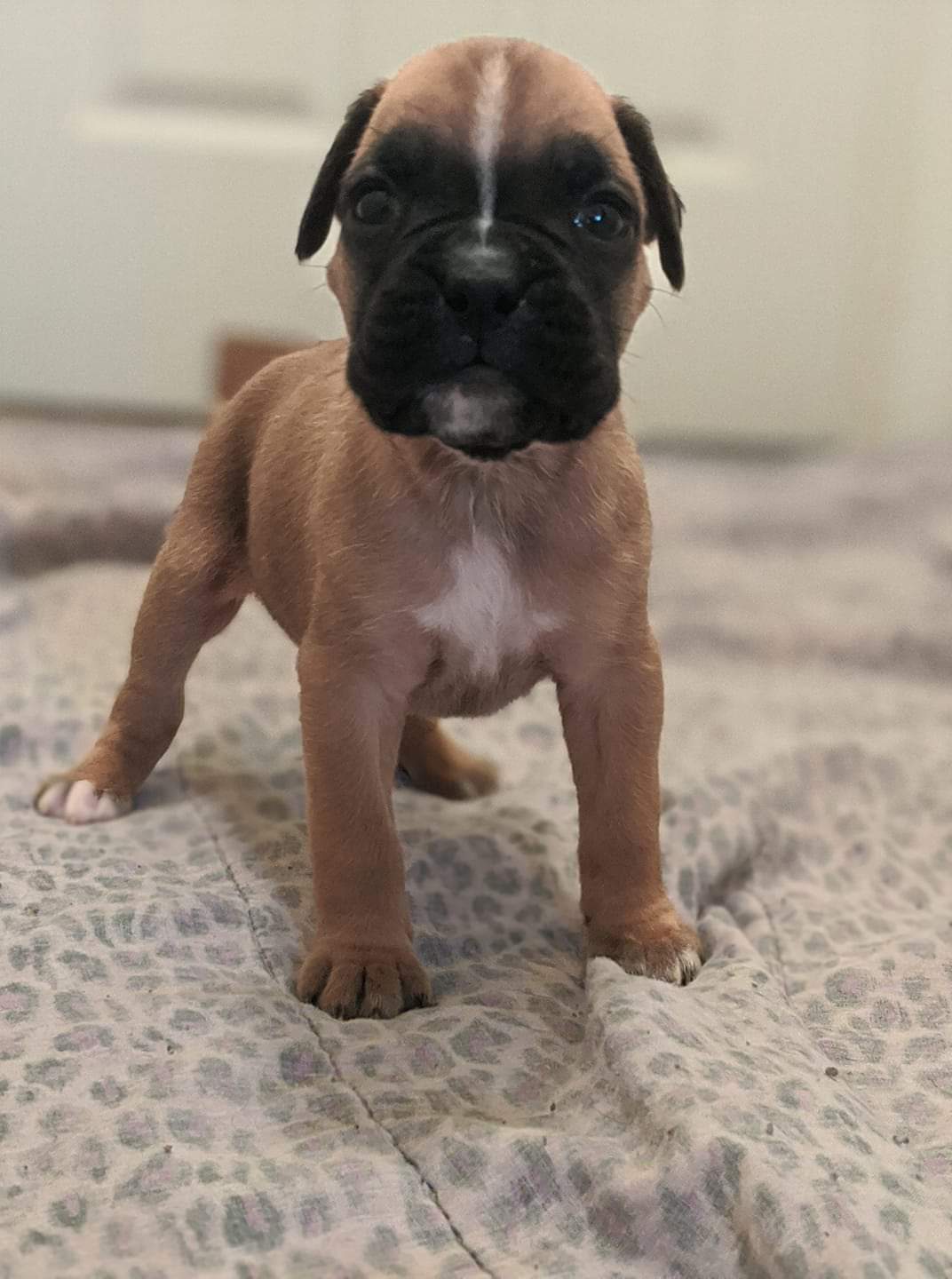 I get to finally join the boxer fam in one month! Meet Leba! | Scrolller
