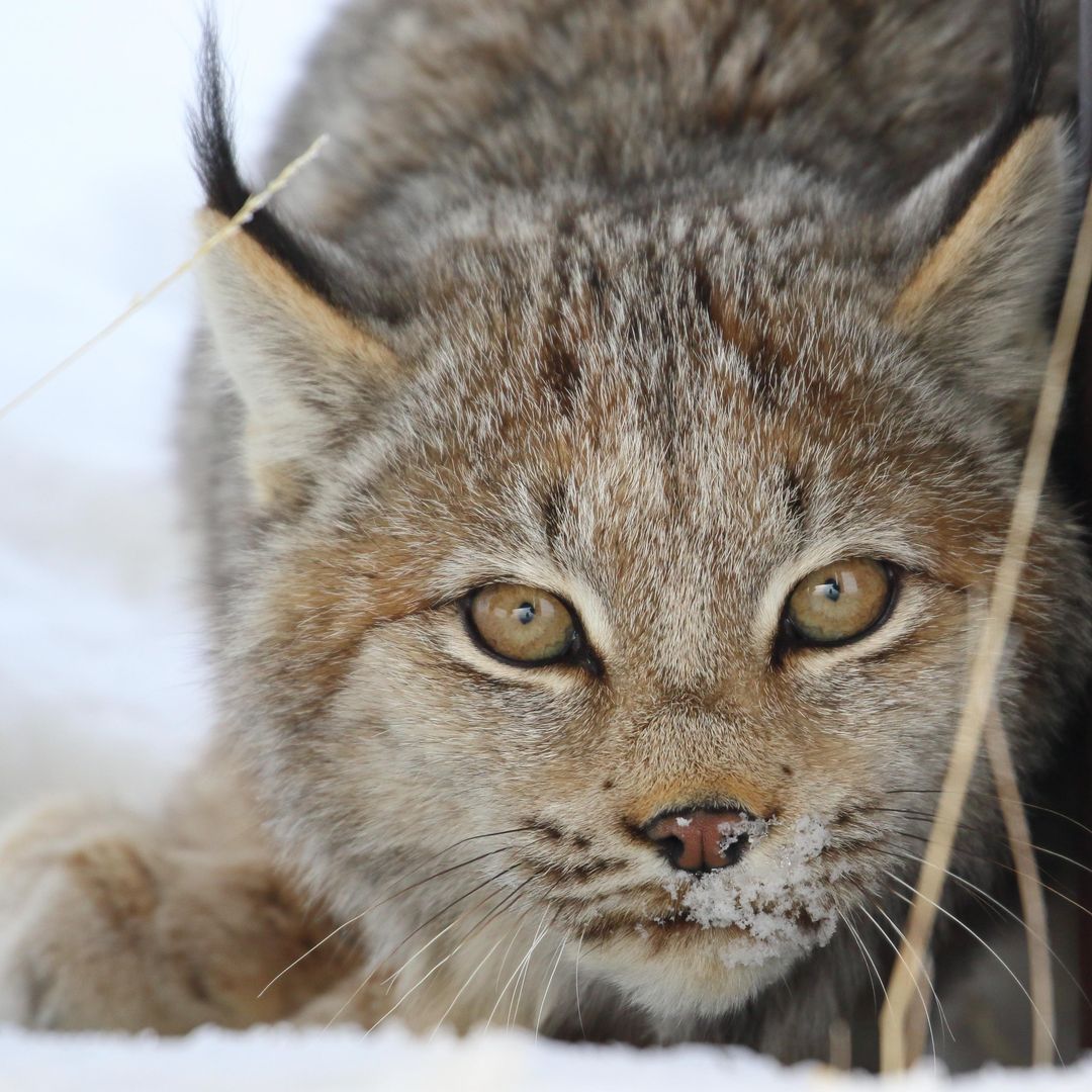 I had some intense eye contact with this female Canada Lynx yesterday in Northern Alaska | Scrolller