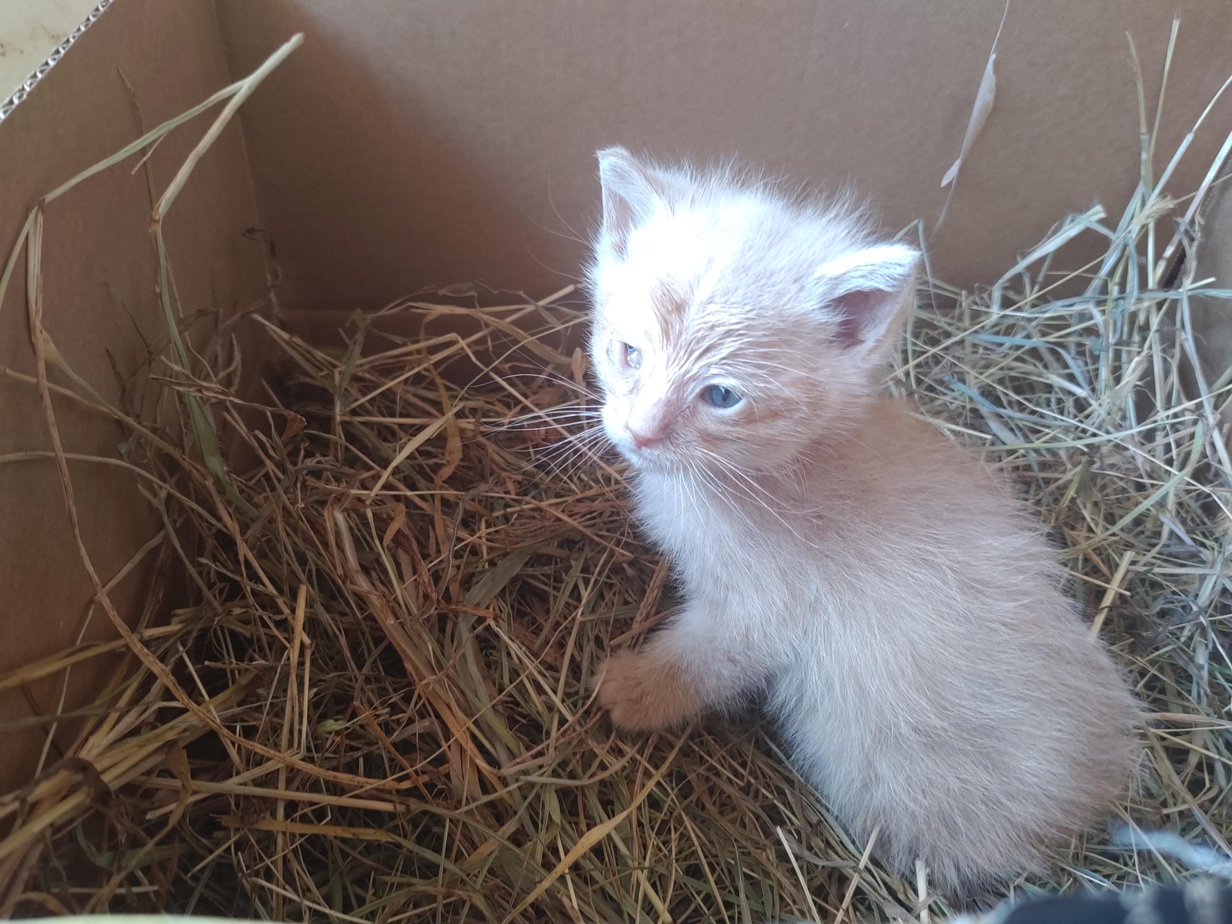 I have a new kitten! | Scrolller