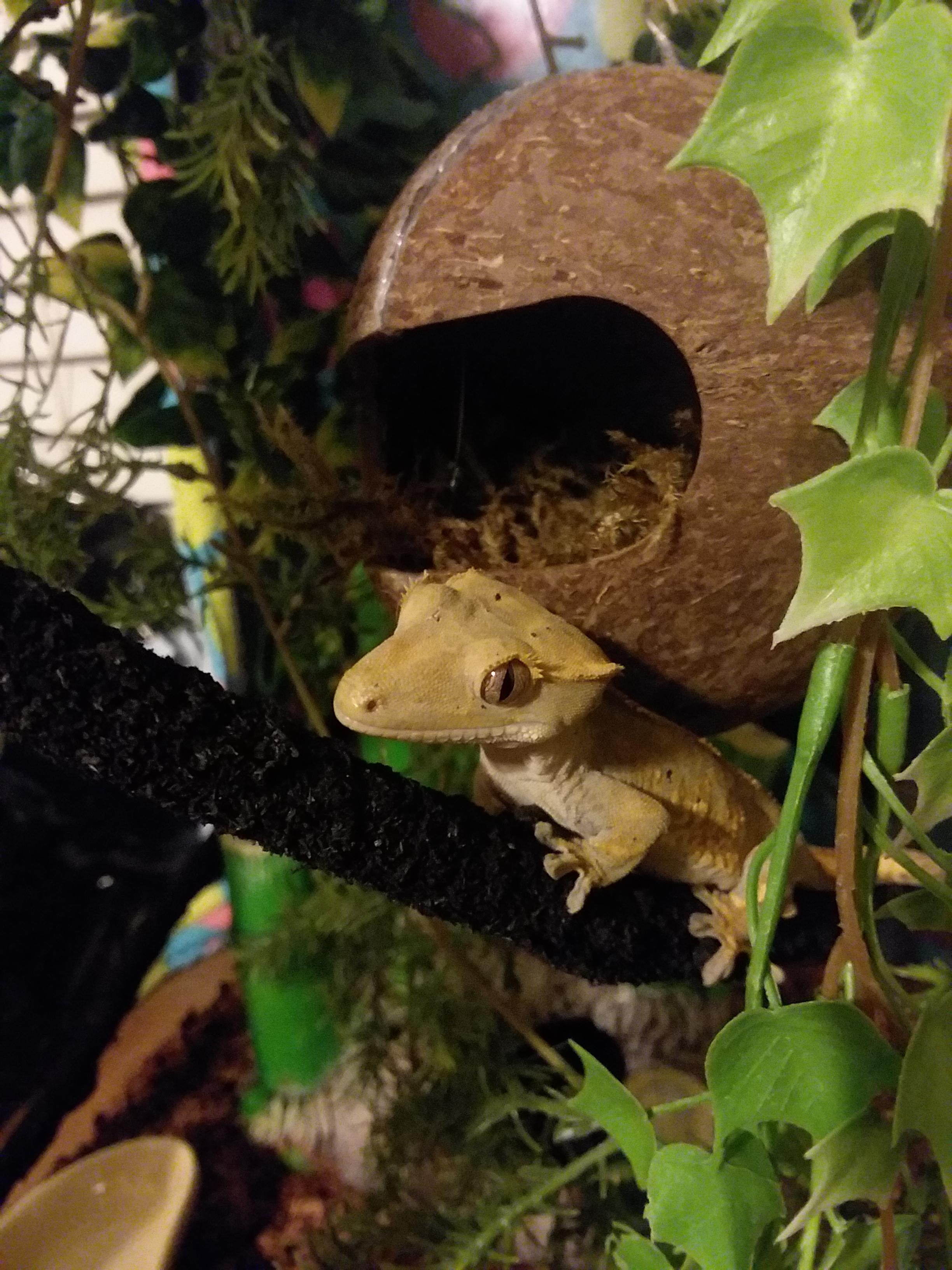 I just find this gremlin to be absurdly cute | Scrolller