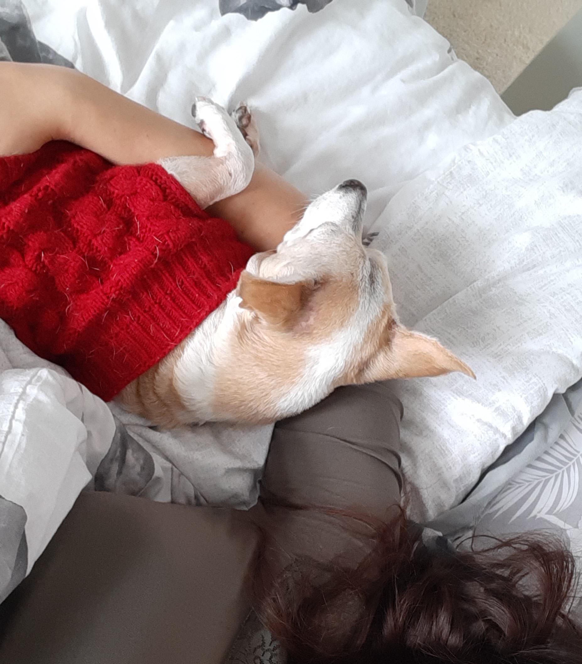 I just wanted a quick nap | Scrolller