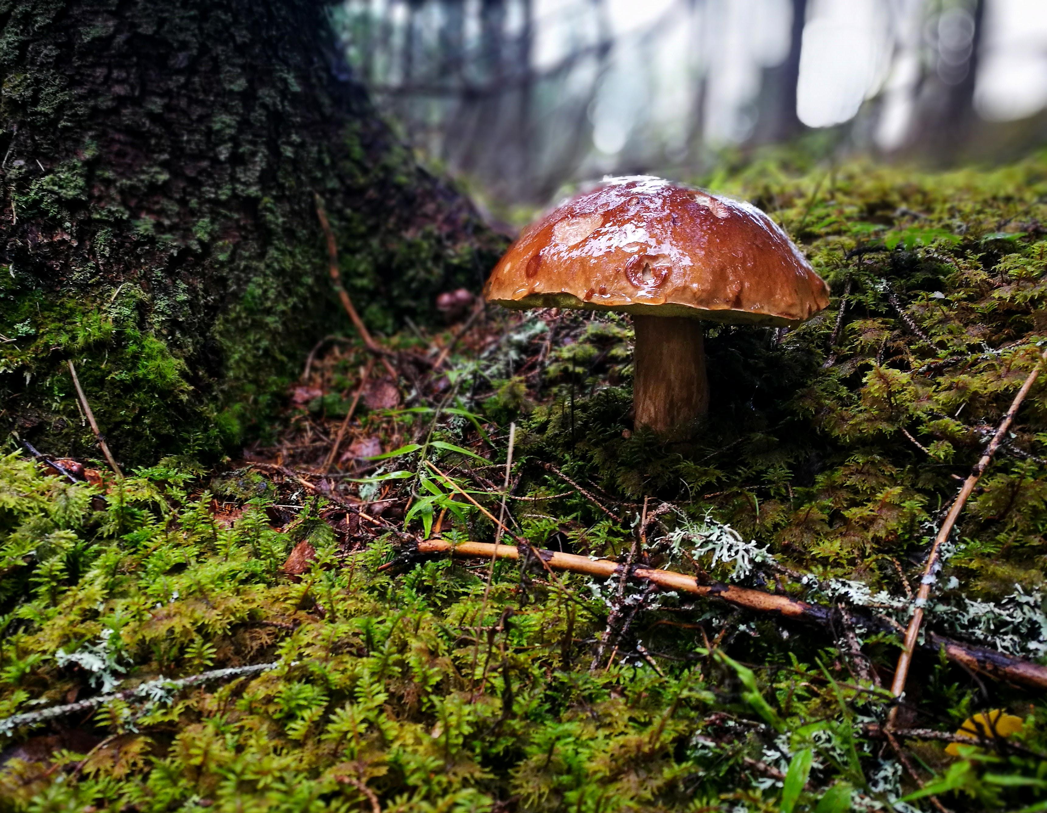 I know nothing about mushrooms, I just took this photo in Sweden somewhere. [OC] [3442x2675 ...