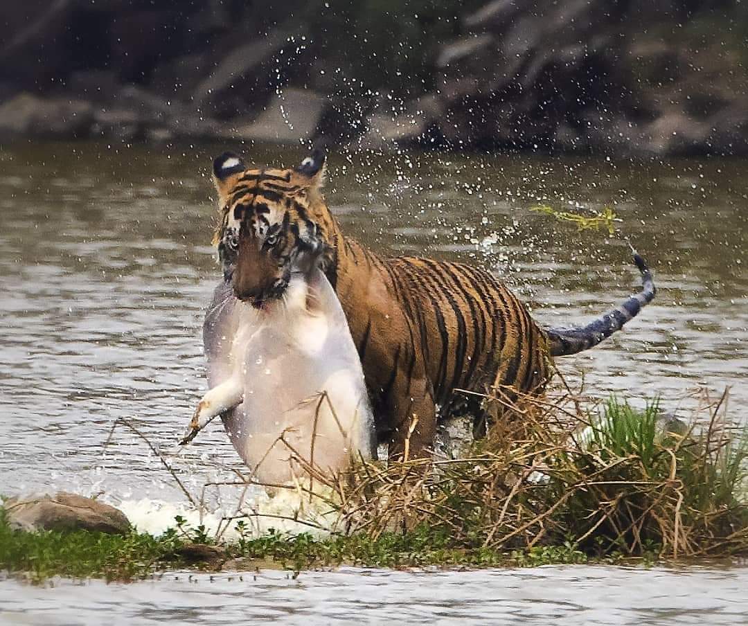 I like turtles! | Scrolller