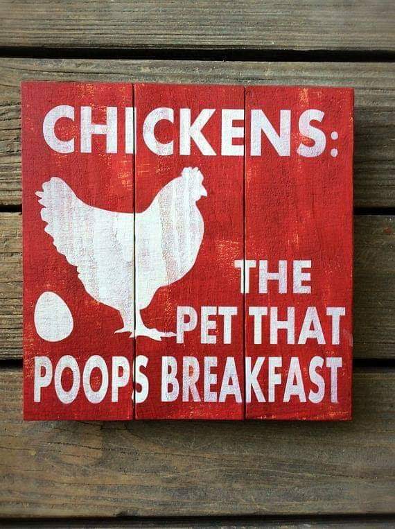 I love our chickens | Scrolller