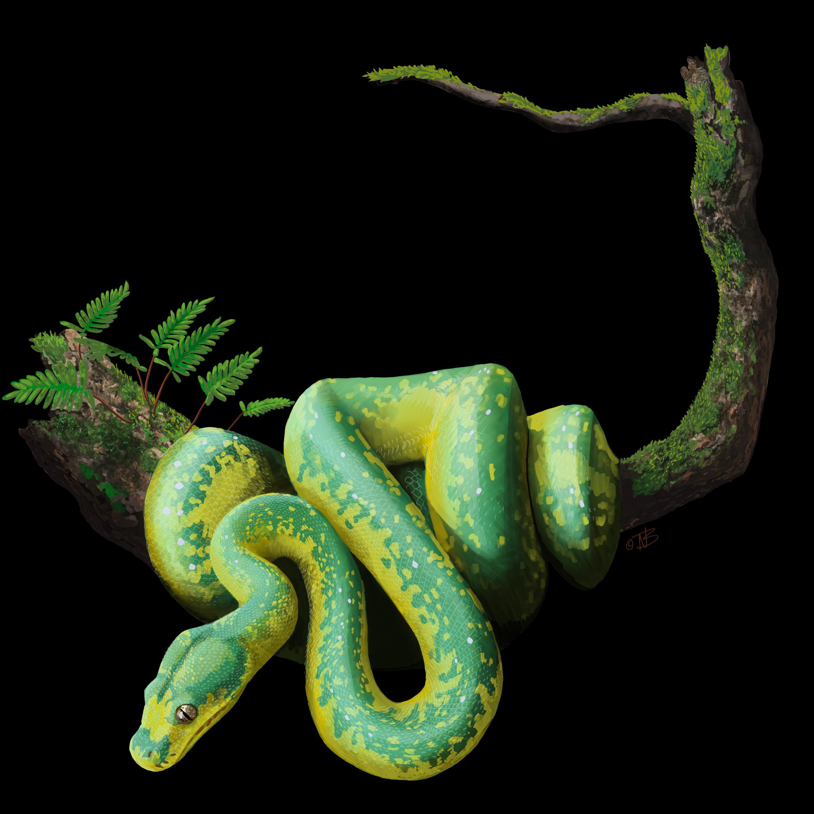 I love painting green tree pythons. | Scrolller