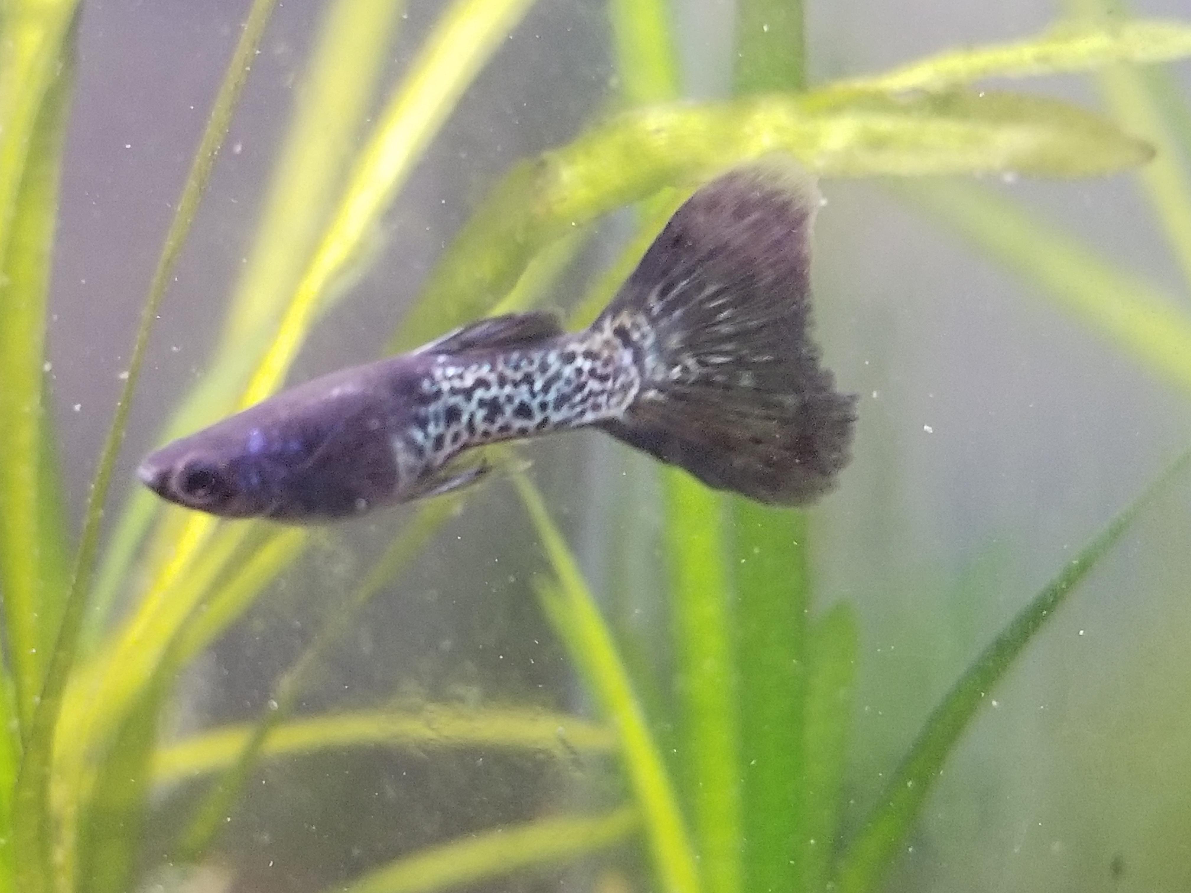 I love these black metal lace guppies | Scrolller