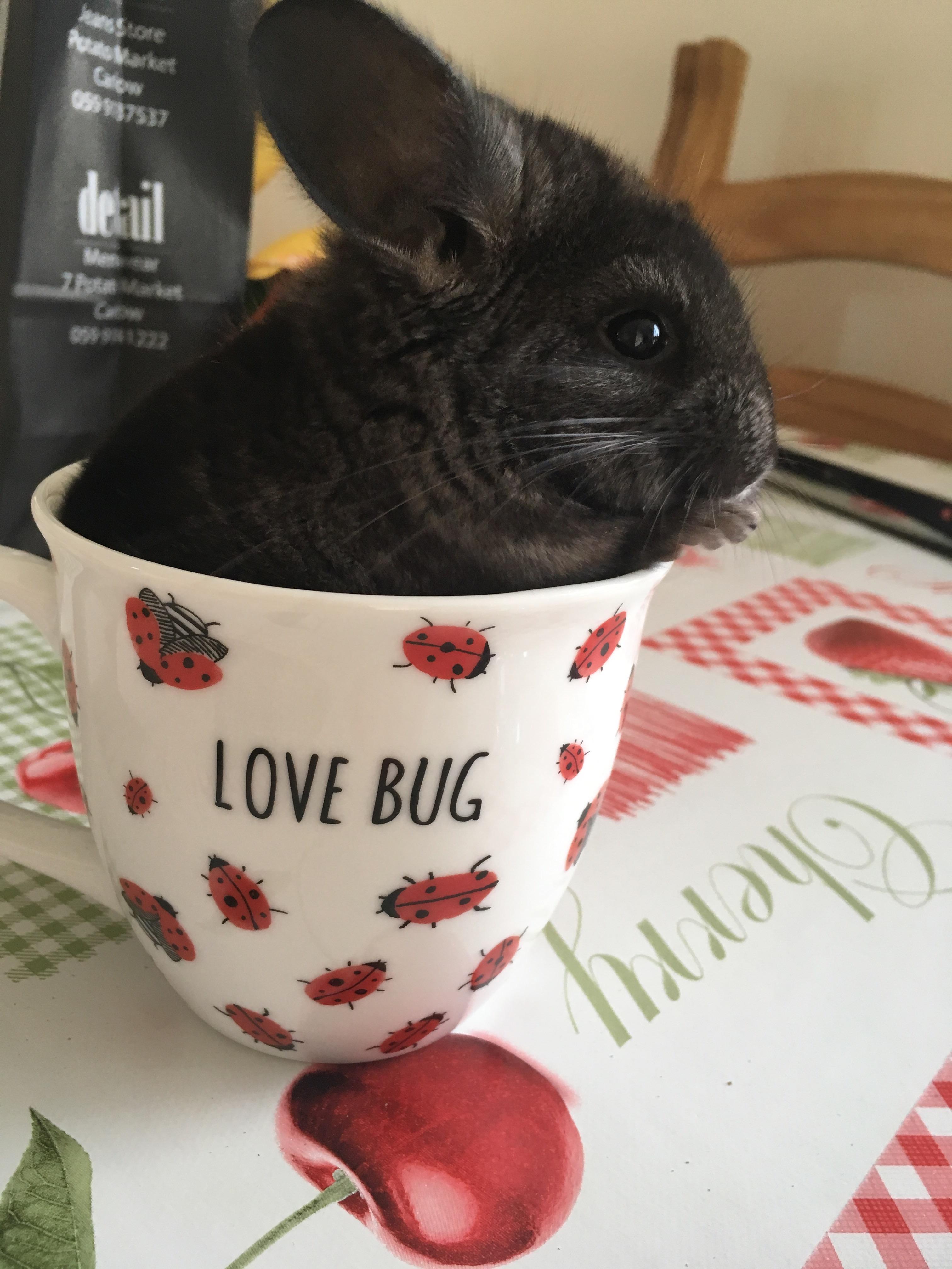 I love this lil guy | Scrolller