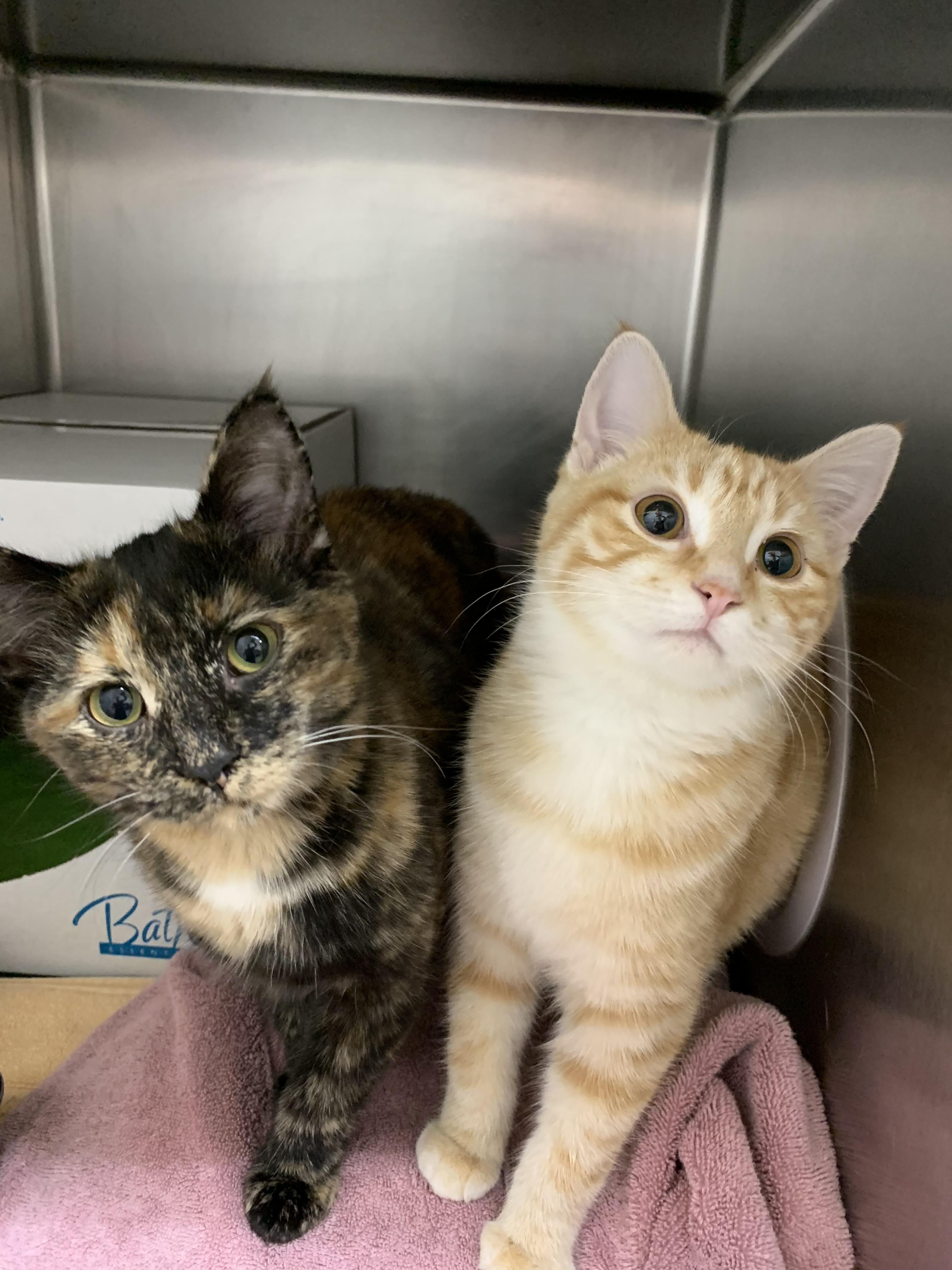 I love when I go in for my volunteer shift and find kittens! Reddit, meet Ruby and Crystal ...