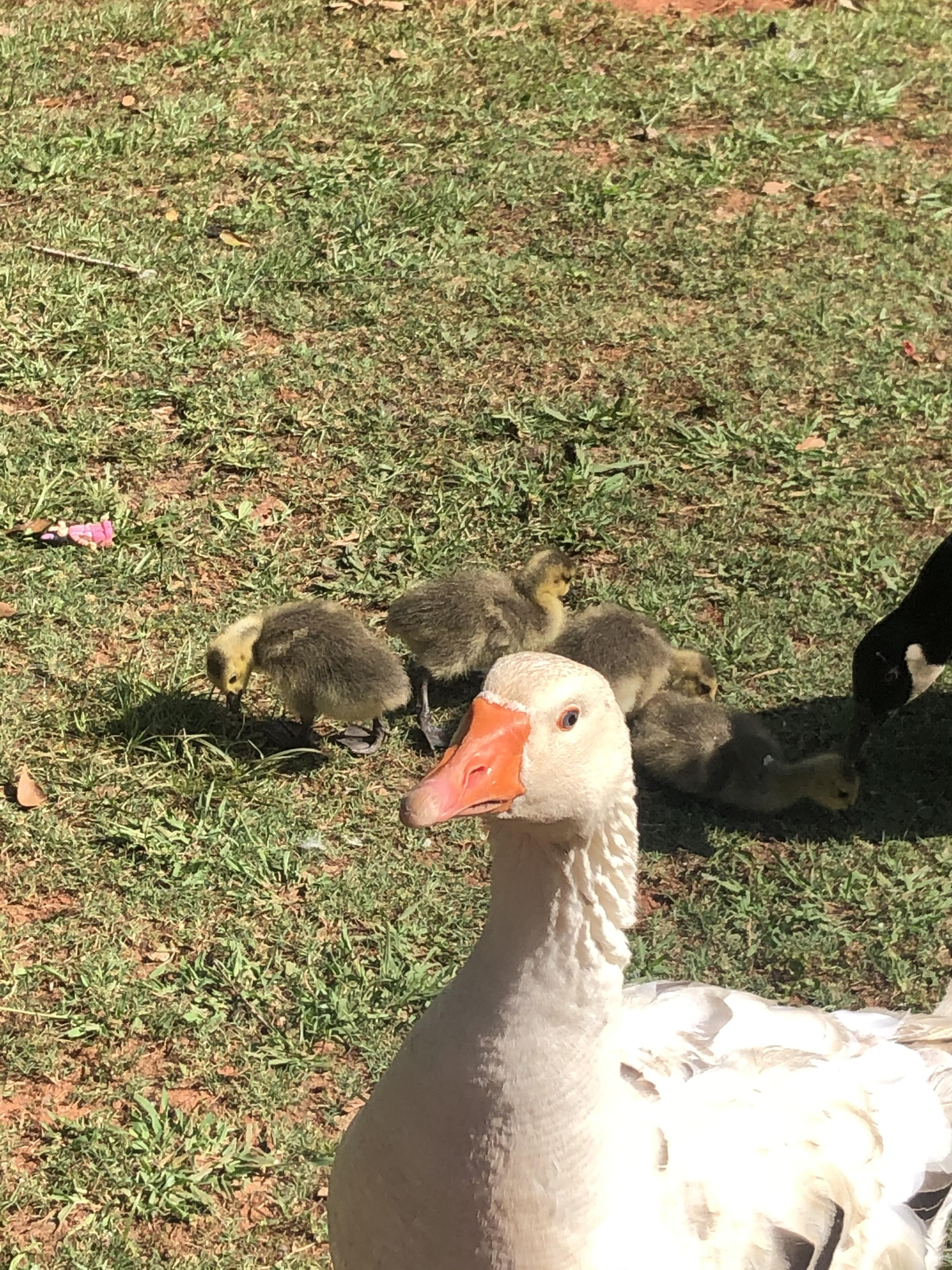 I’m a silly goose | Scrolller