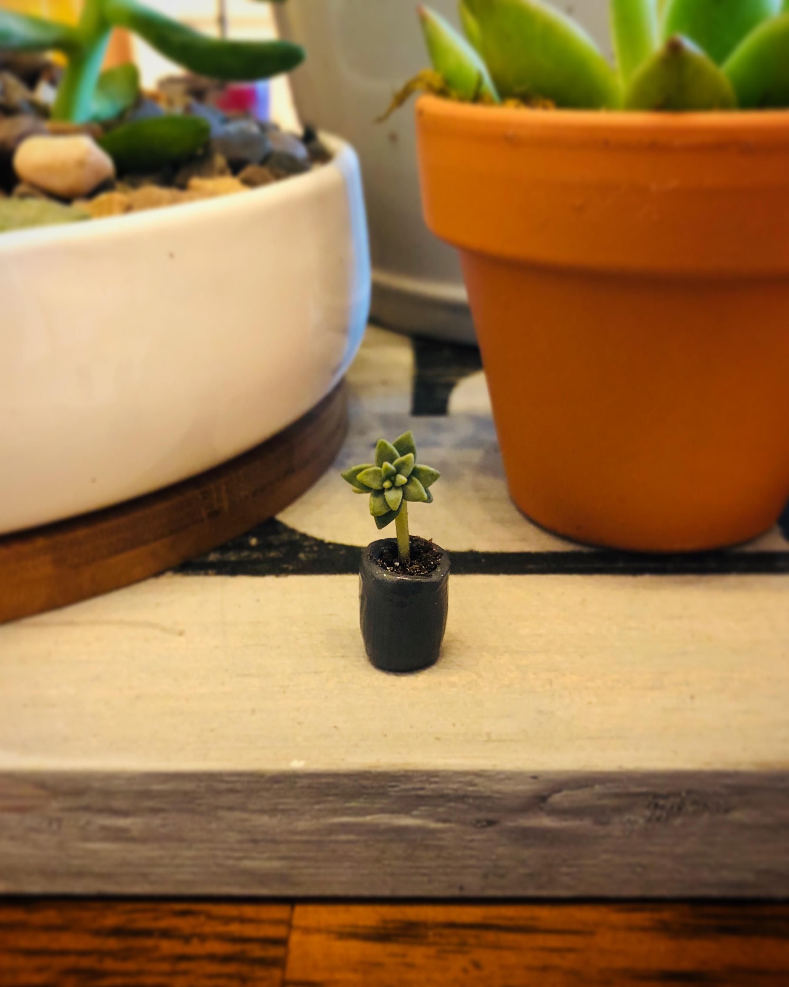 I made a tiny pot for my tiny succulent | Scrolller