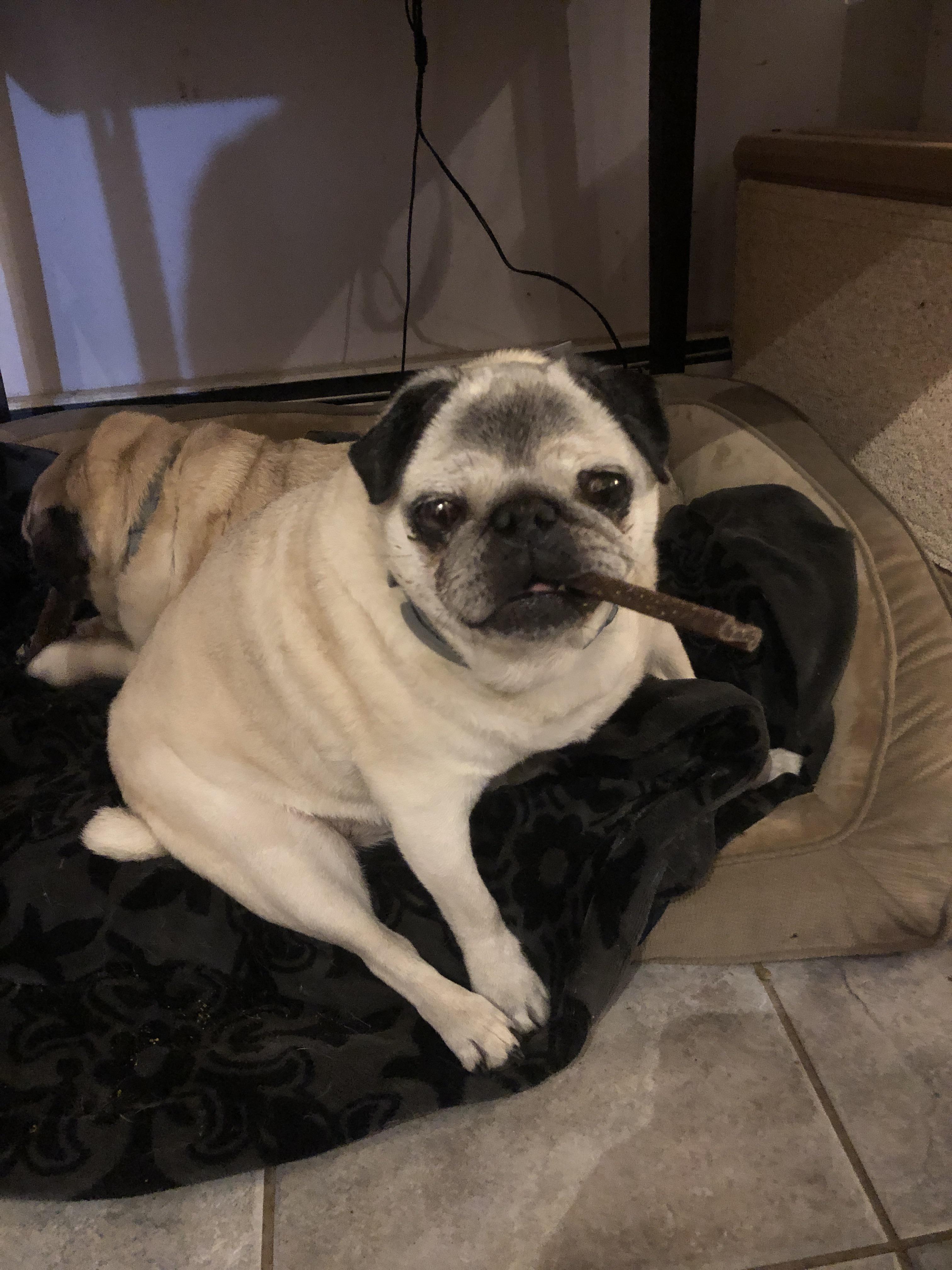 I miss our sweet old girl. Hardly any teeth and thought she could snag that hard treat lol. This ...