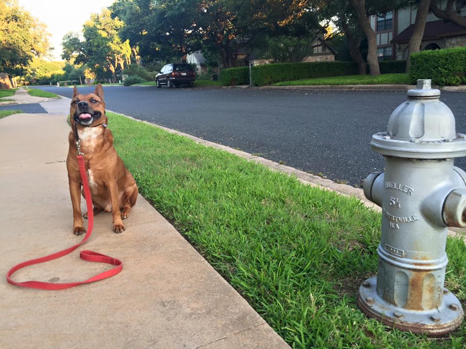"I peed on that." - Apollo the unorthodog. | Scrolller