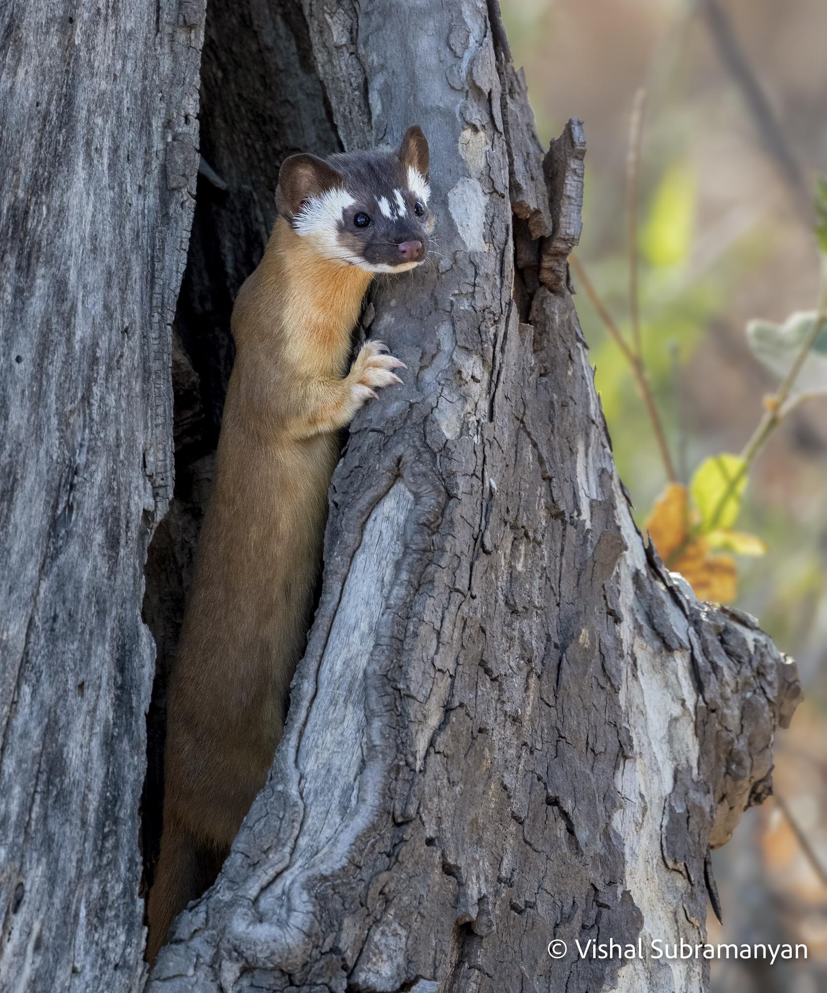I photographed this long tailed weasel in the South Bay Area! | Scrolller