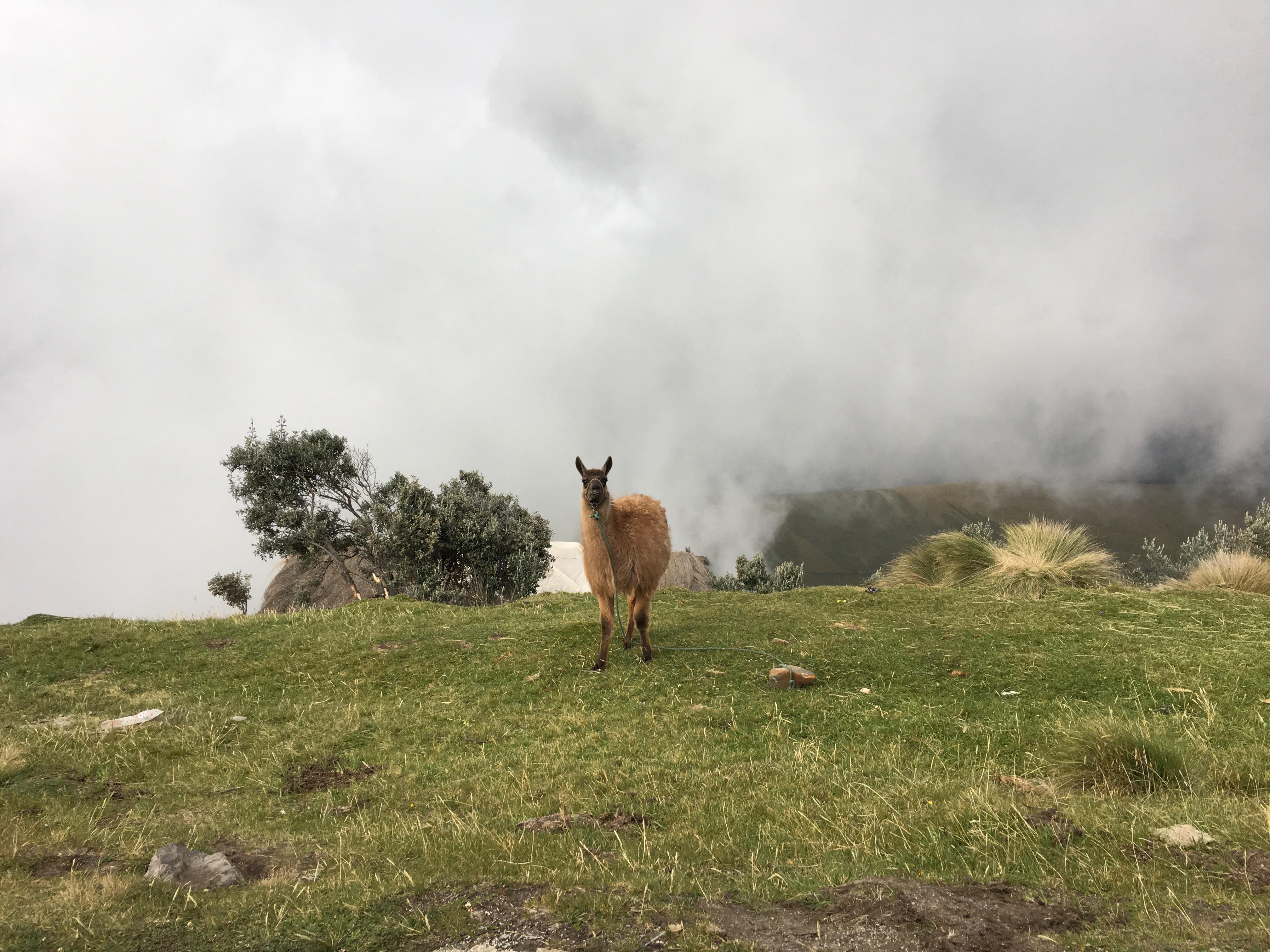 I see llama | Scrolller