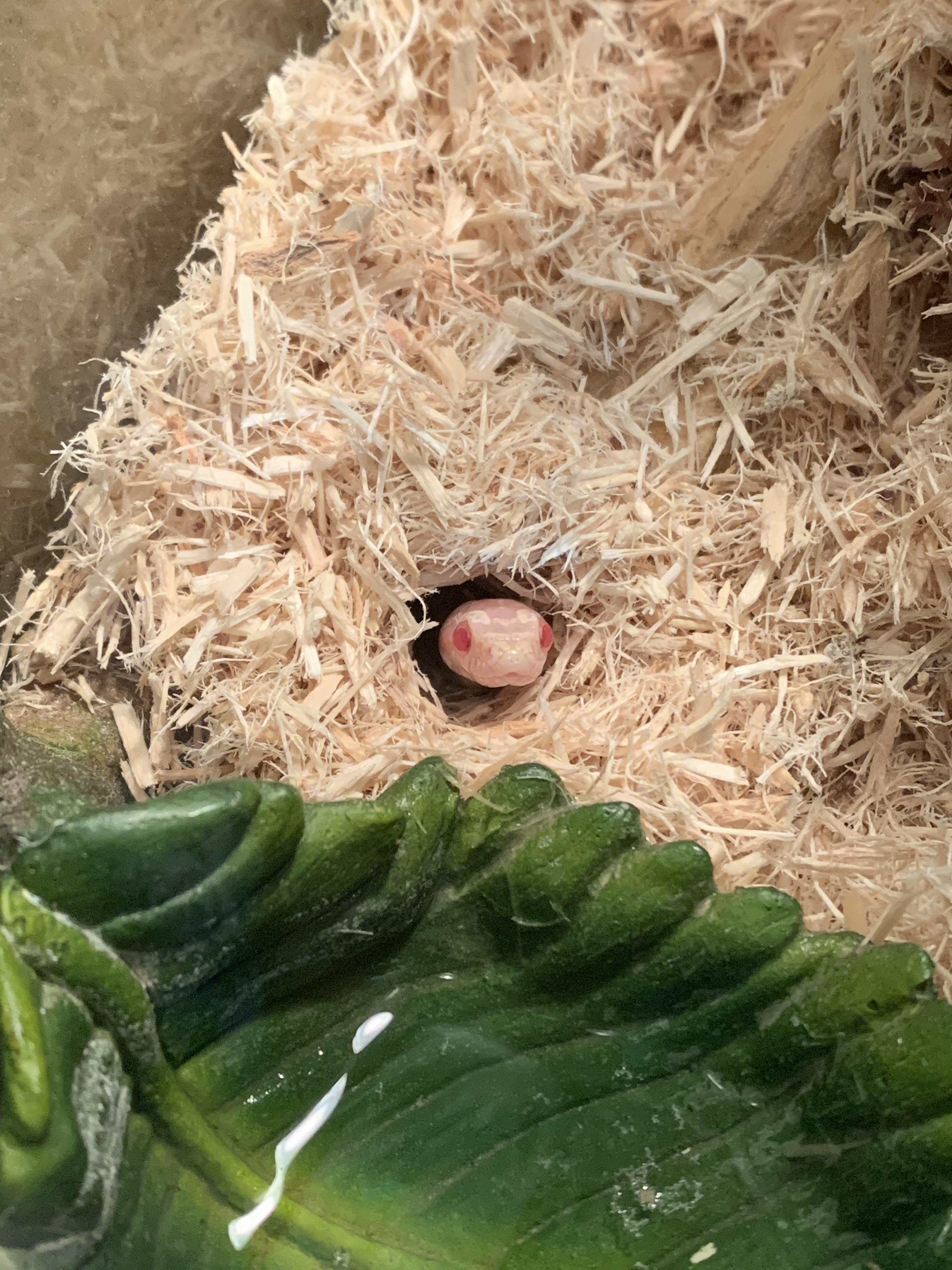 I See You Human 👀 Scrolller