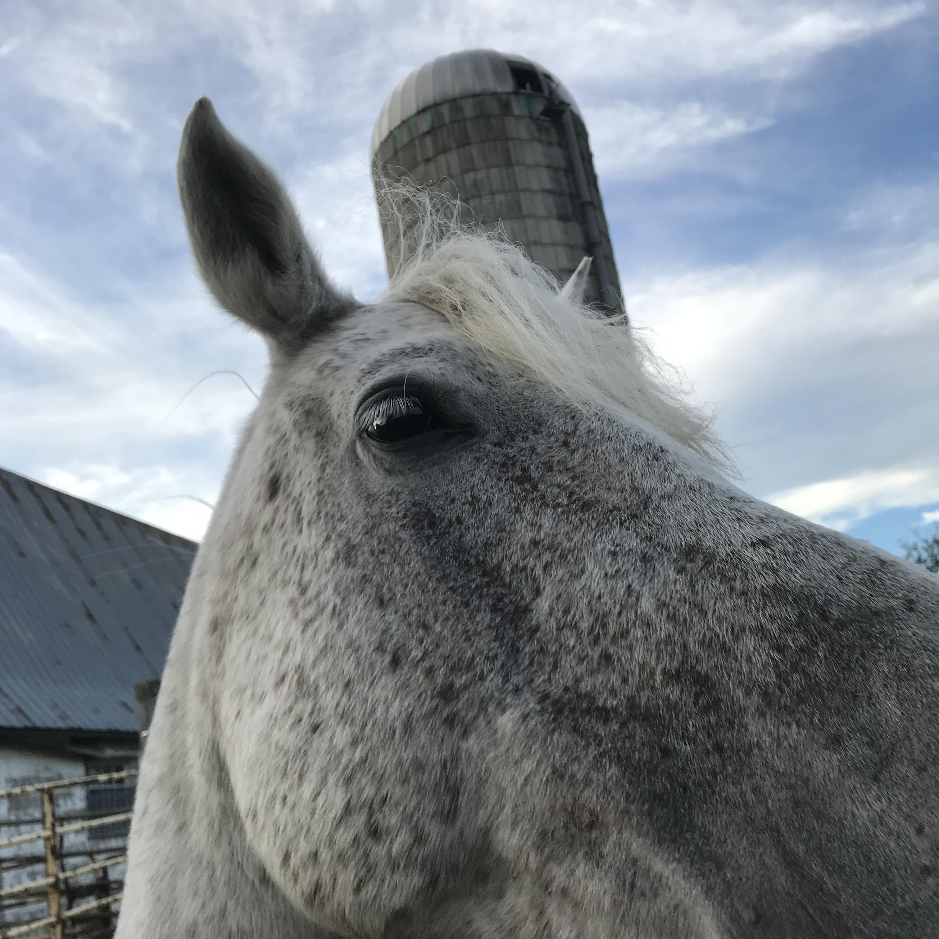 i shall be superior | Scrolller