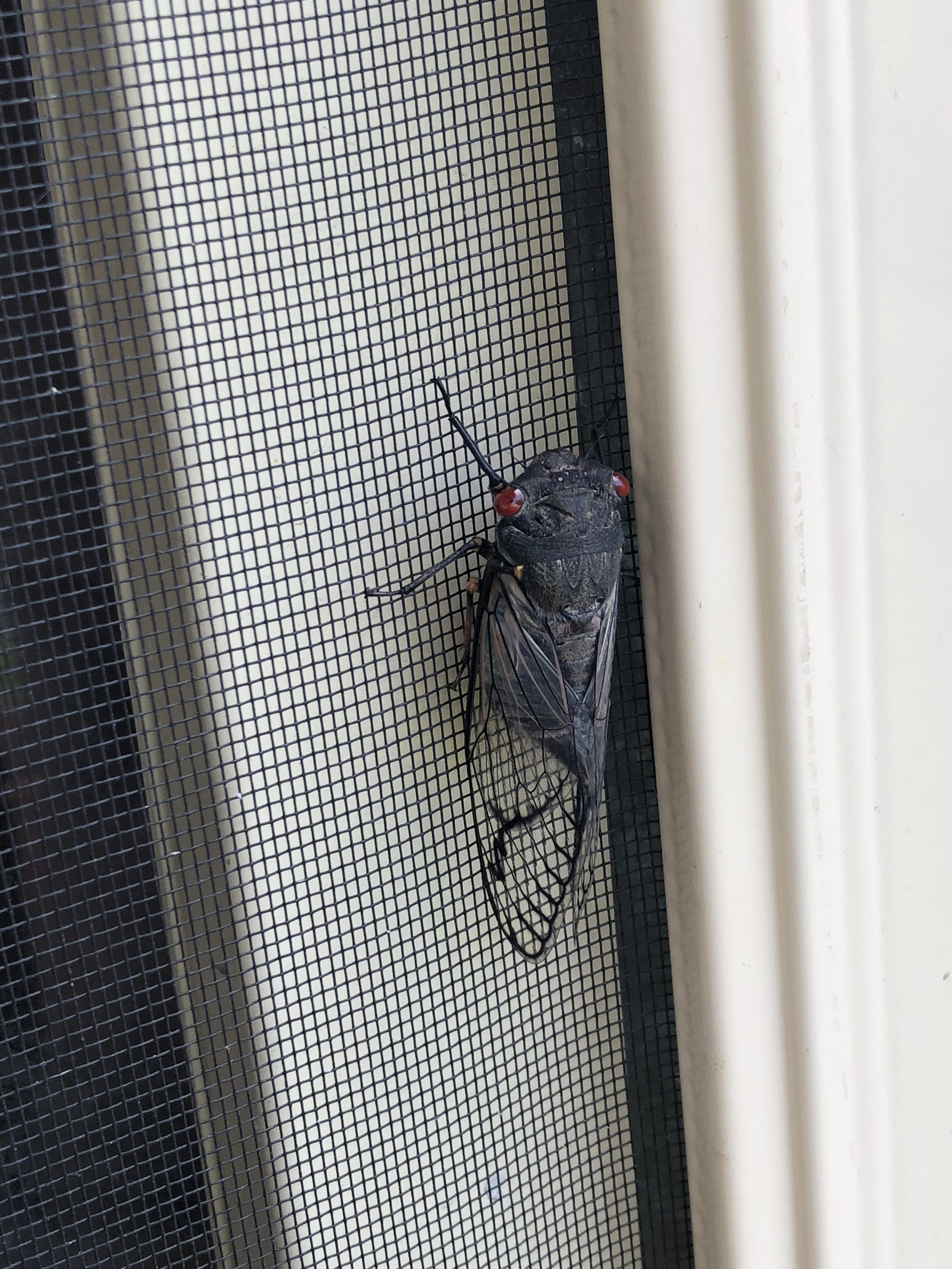 I think it’s a cicada? | Scrolller