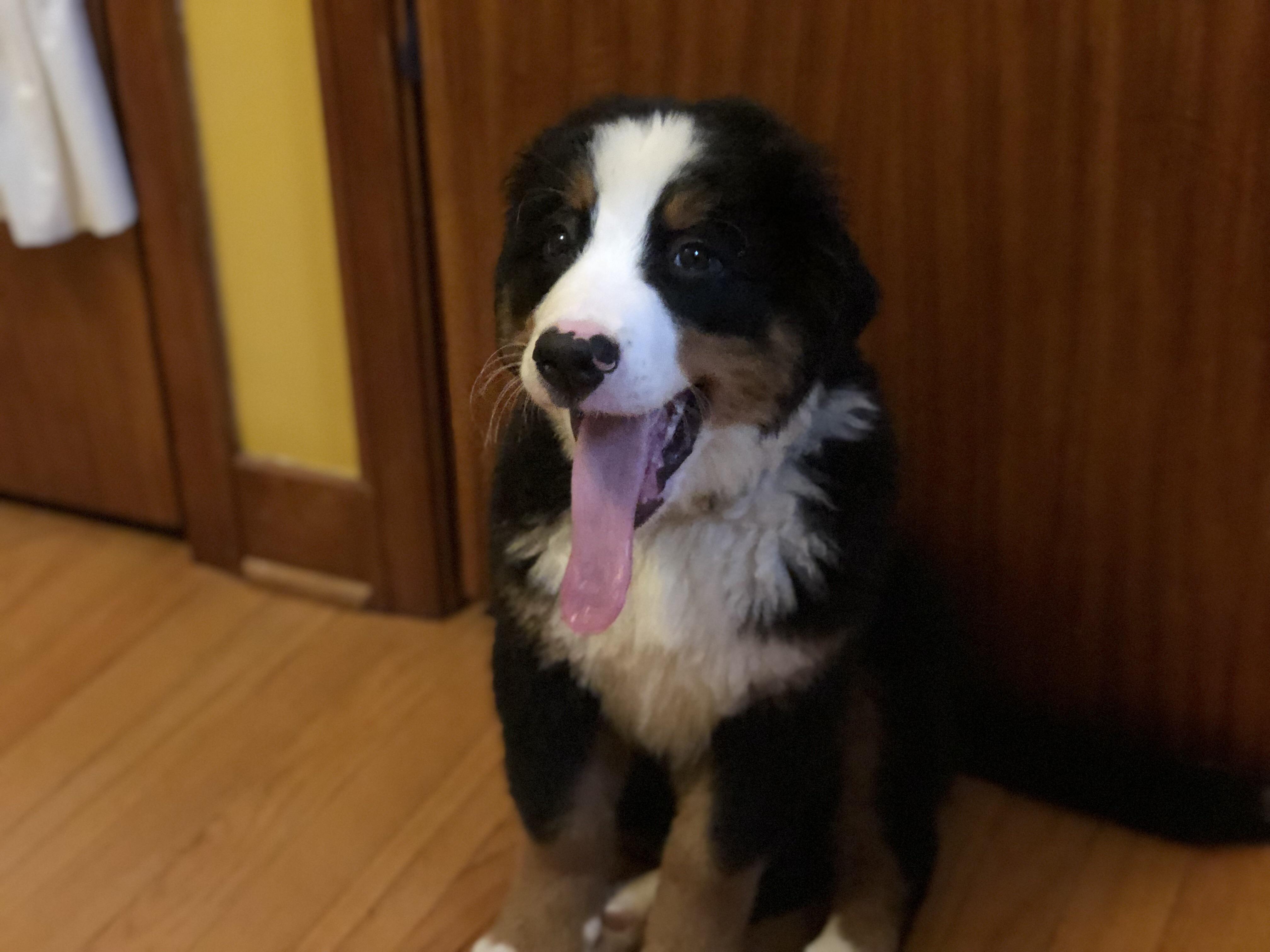 I think my Bernese is half ant eater. | Scrolller