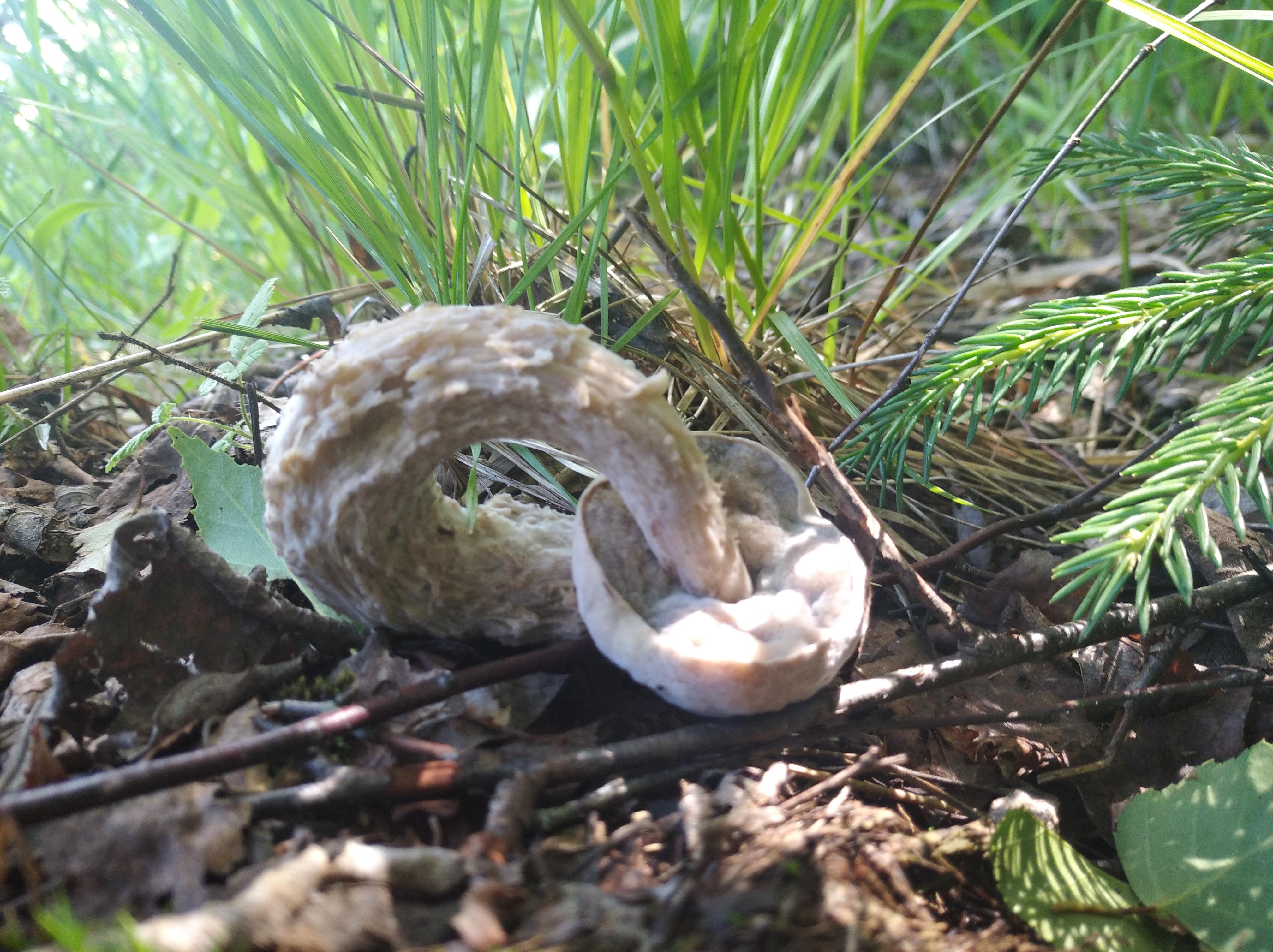 I think this fella is a bit confused | Scrolller