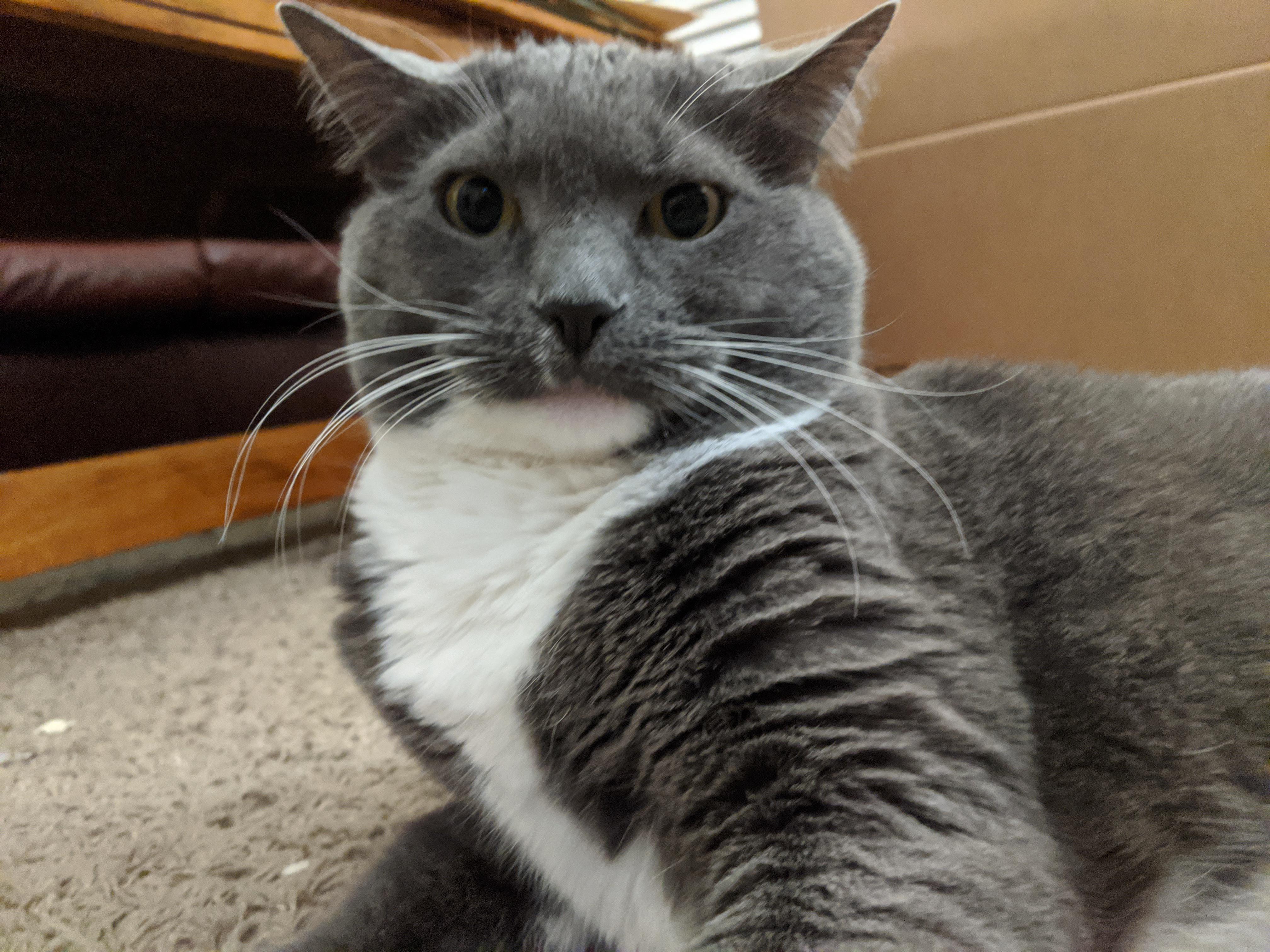 I touched her paw | Scrolller