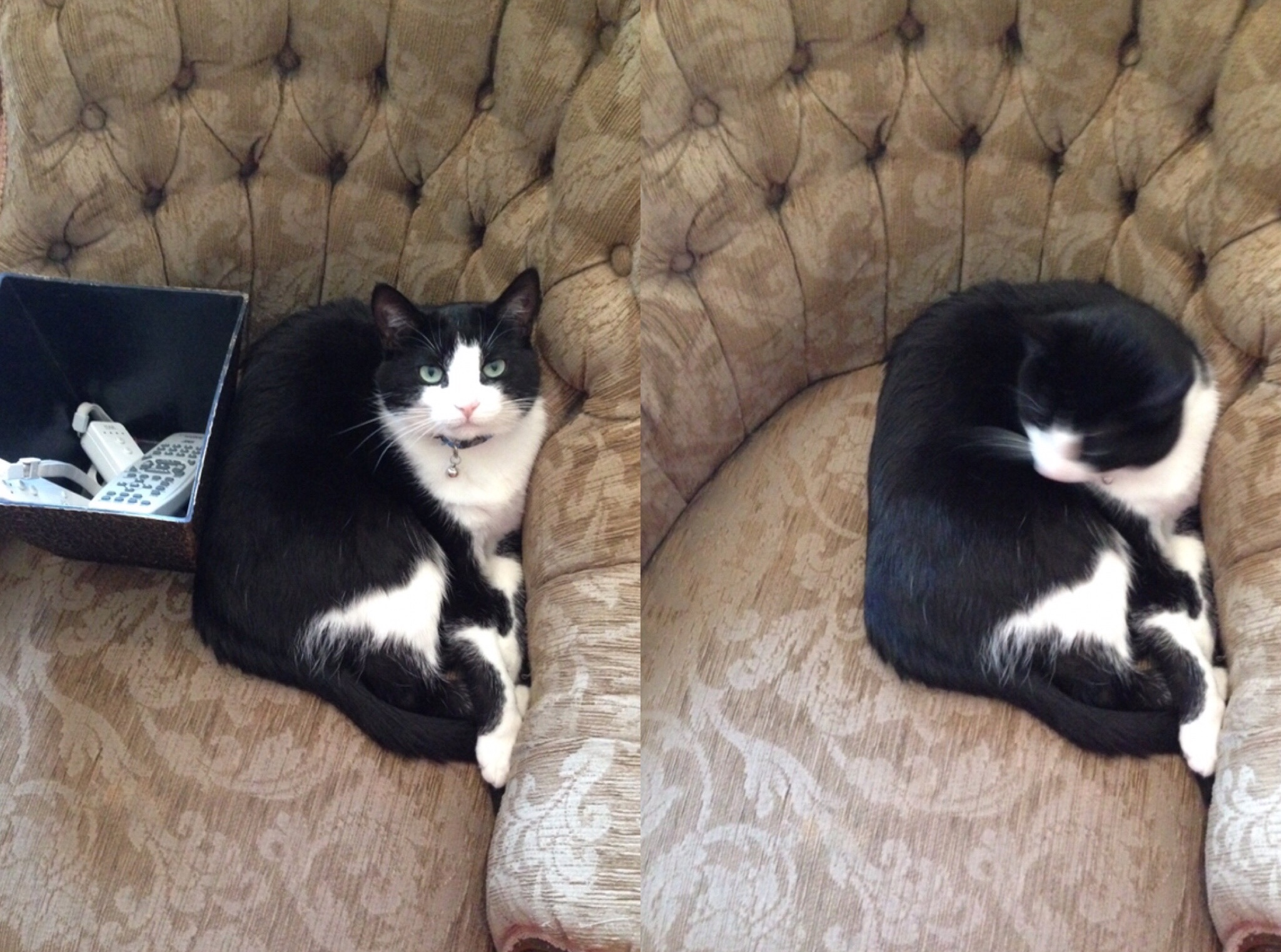 I tried to move the box so she could be more comfortable... | Scrolller