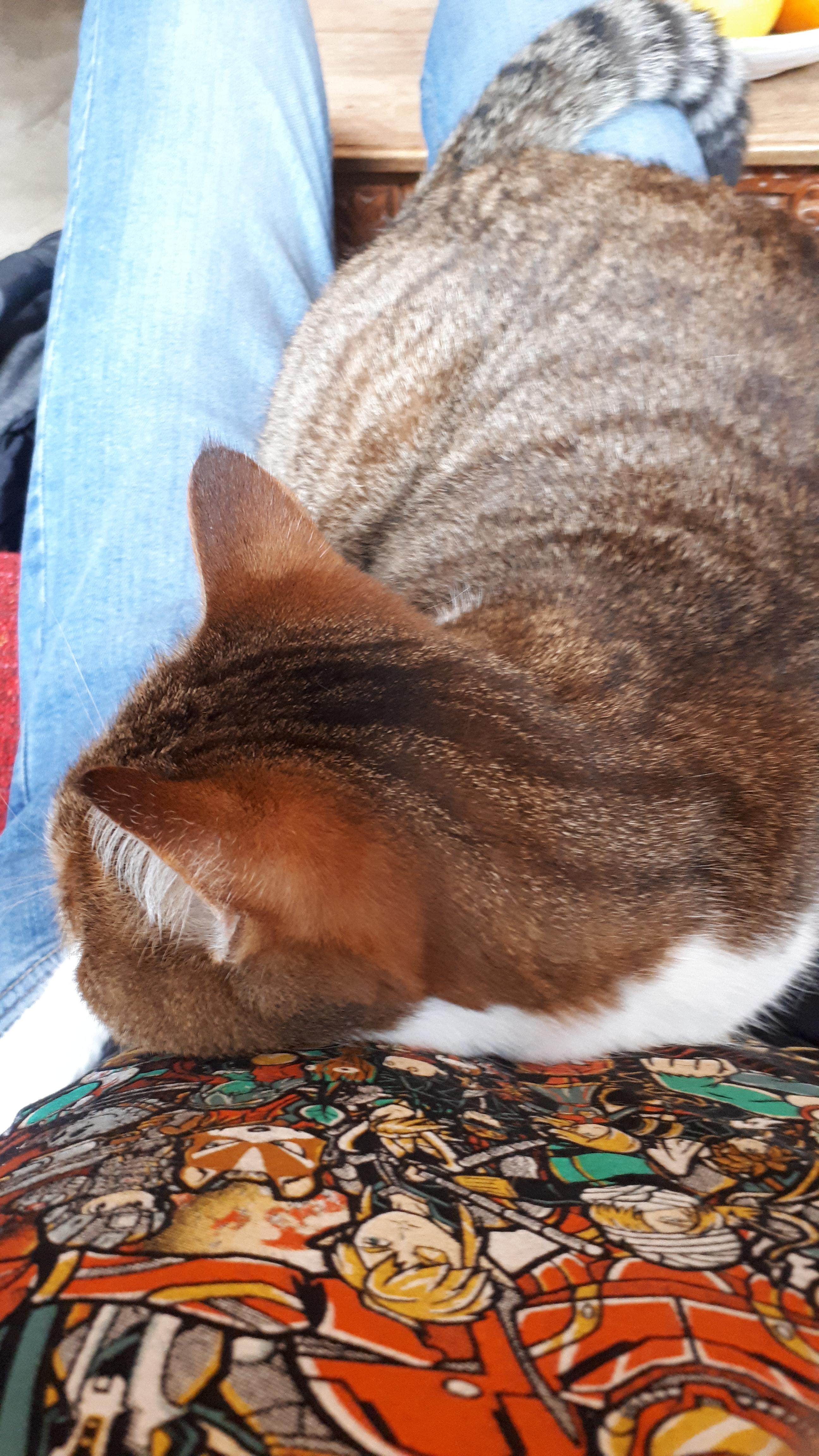 I want to get up but that chonk fell asleep | Scrolller