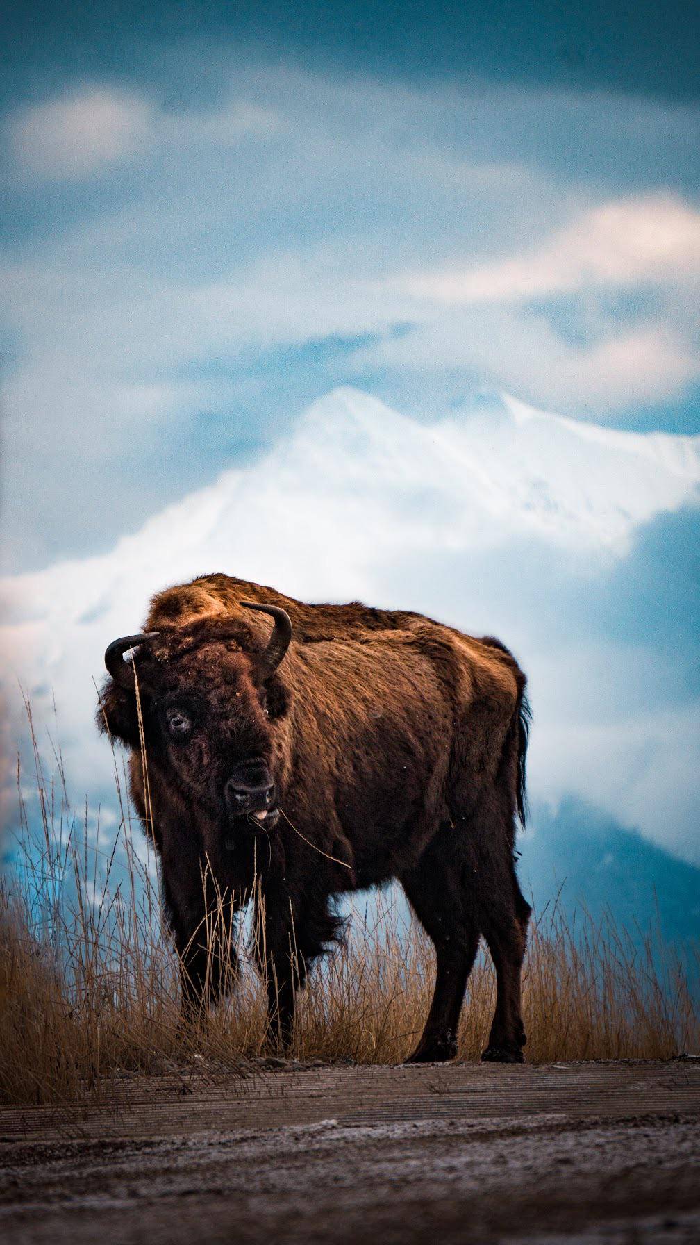 Morning on the national bison range, MT | Scrolller