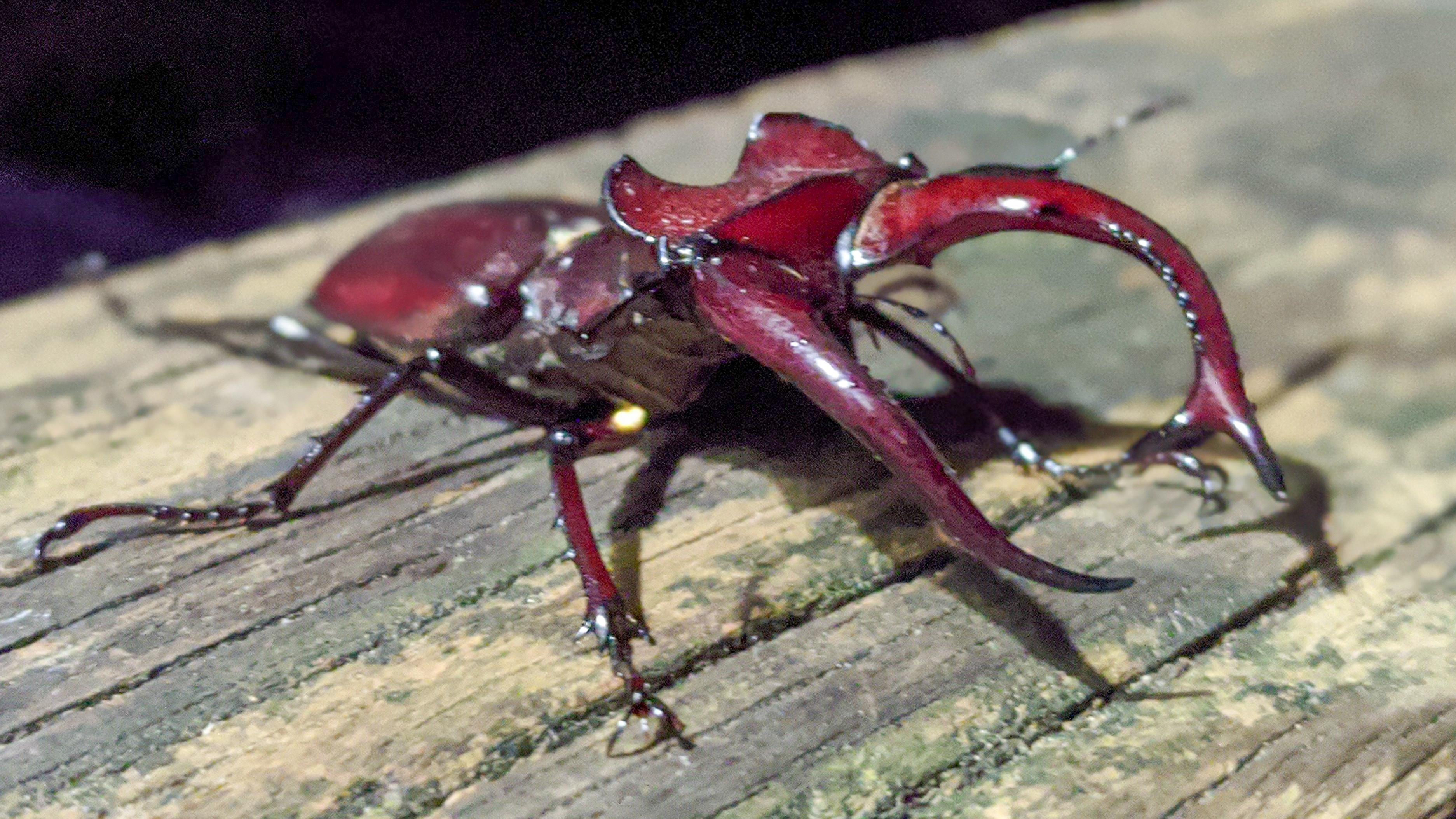 I was visited by a giant stag beetle last night. His name is Jeffrey. | Scrolller
