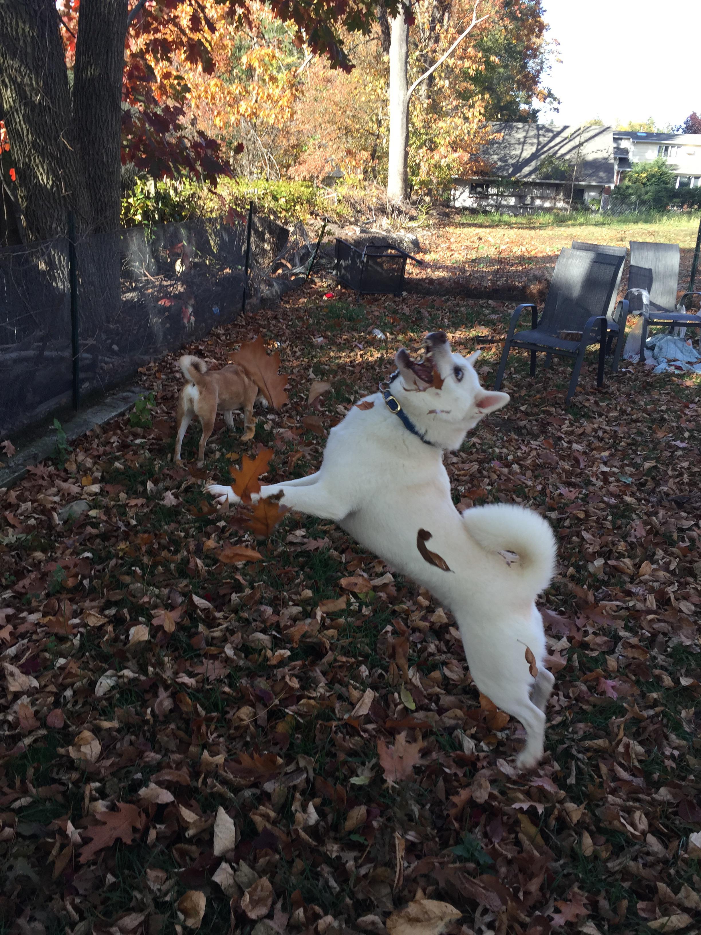 I will catch ALL the leaves! | Scrolller