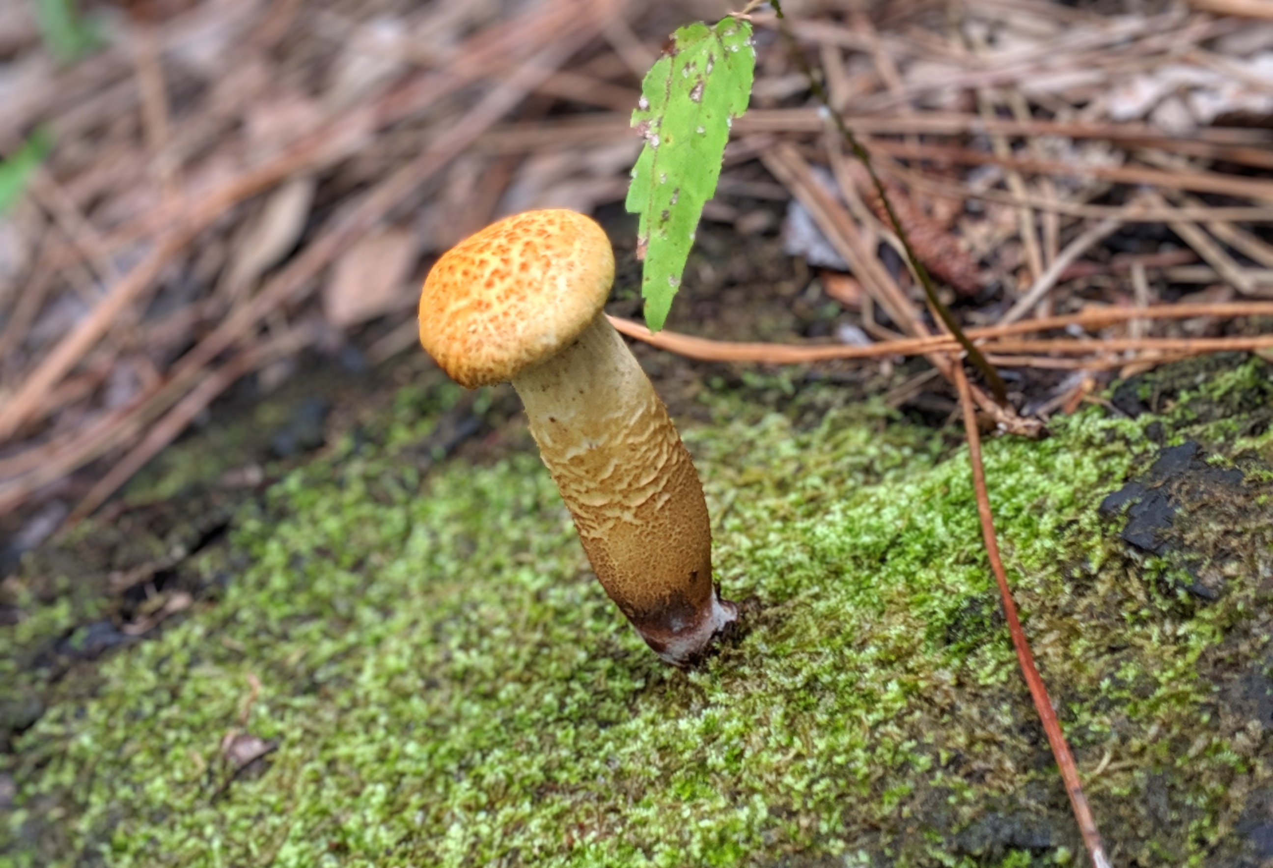 Identification help. Picture taken in Kissimmee, Florida. | Scrolller
