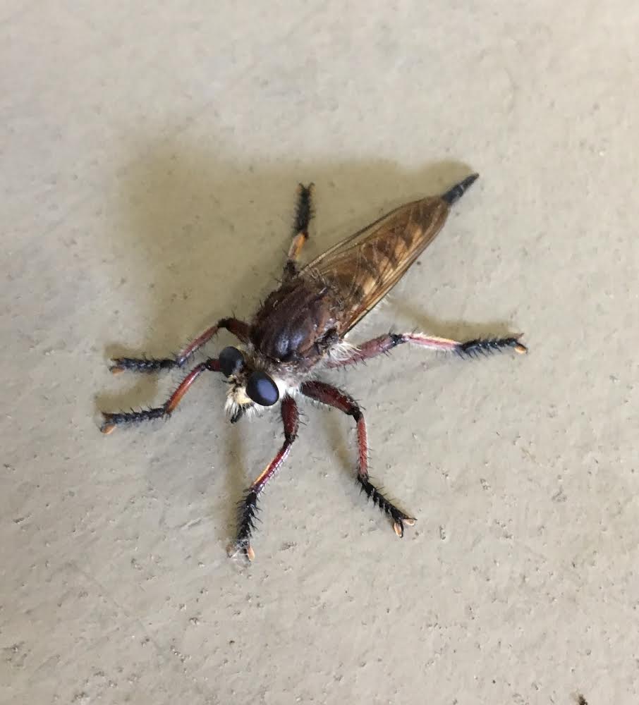 Identification, please - central Alabama | Scrolller