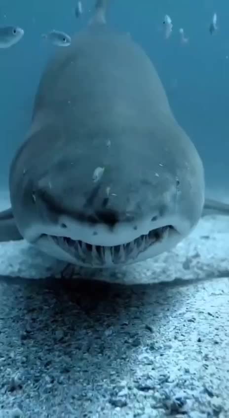 If you can't imagine what it's like to come face to face with a shark ...