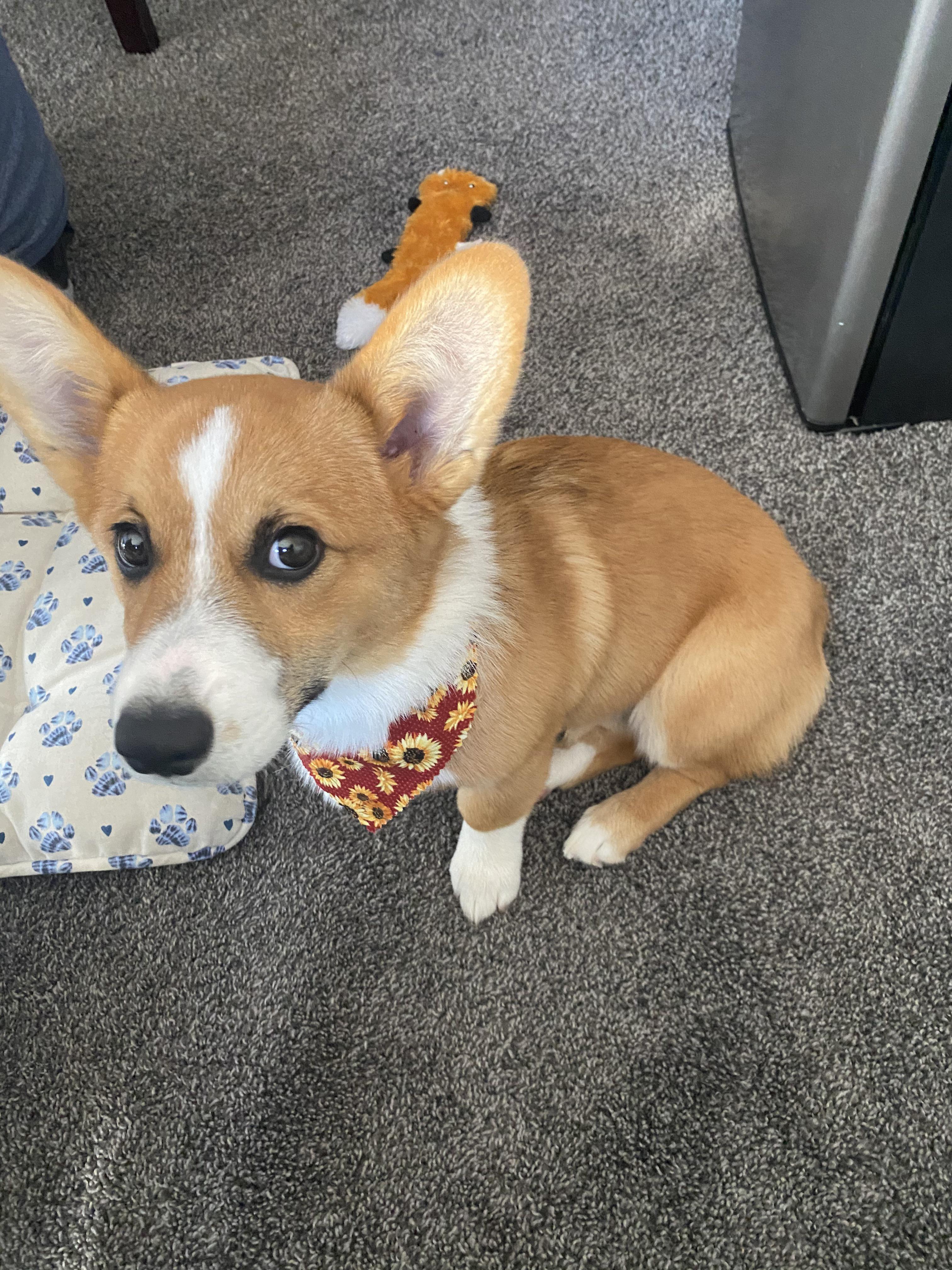 Igor giving us the look after his first groom | Scrolller