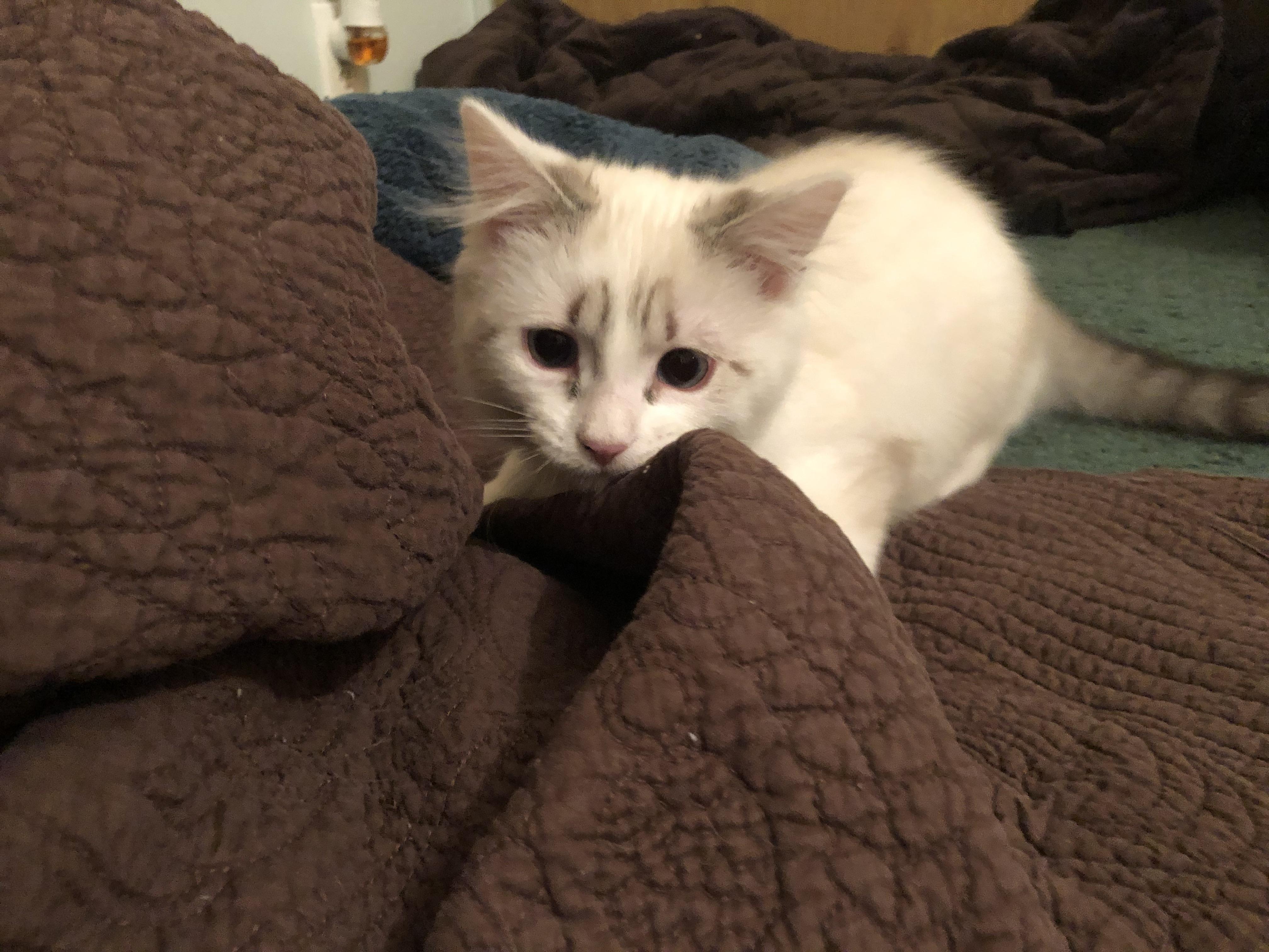 Illegally smol attack eyes. | Scrolller