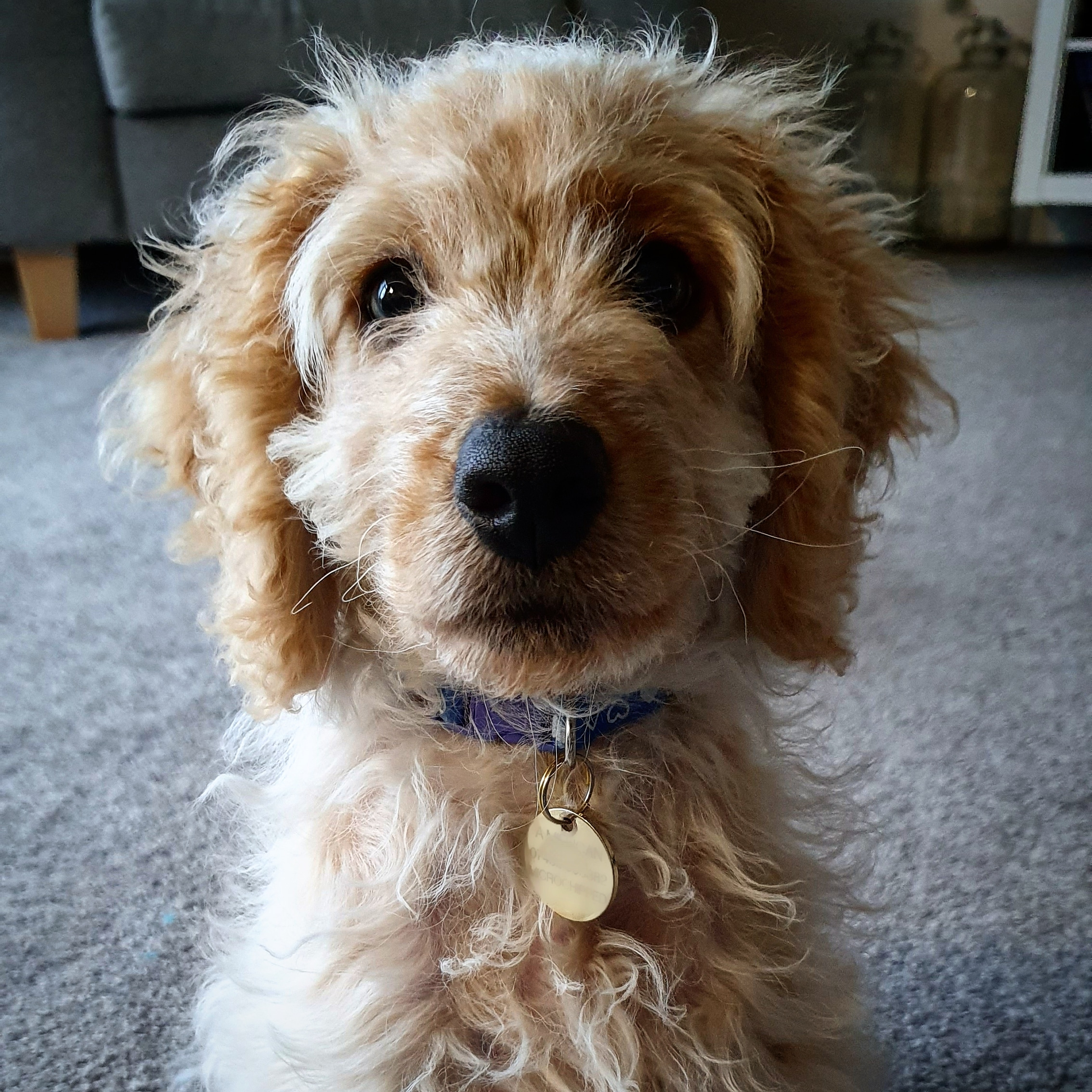 I'm a good boi! | Scrolller