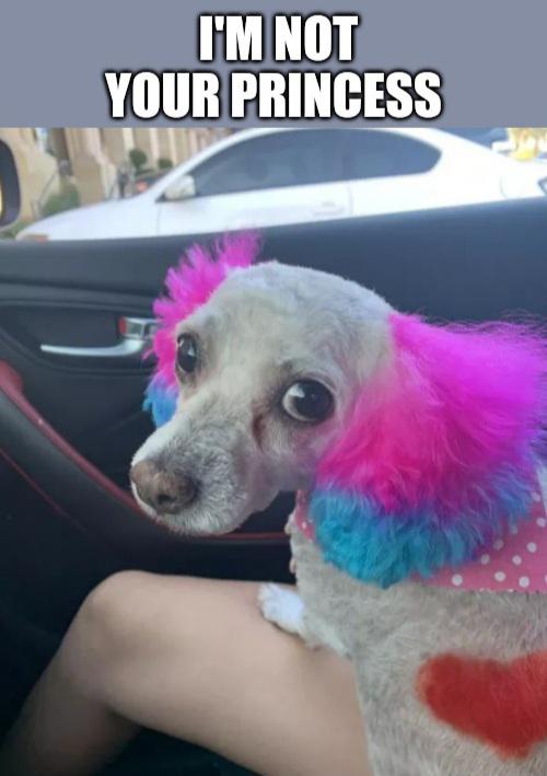 I'm not your princess! | Scrolller