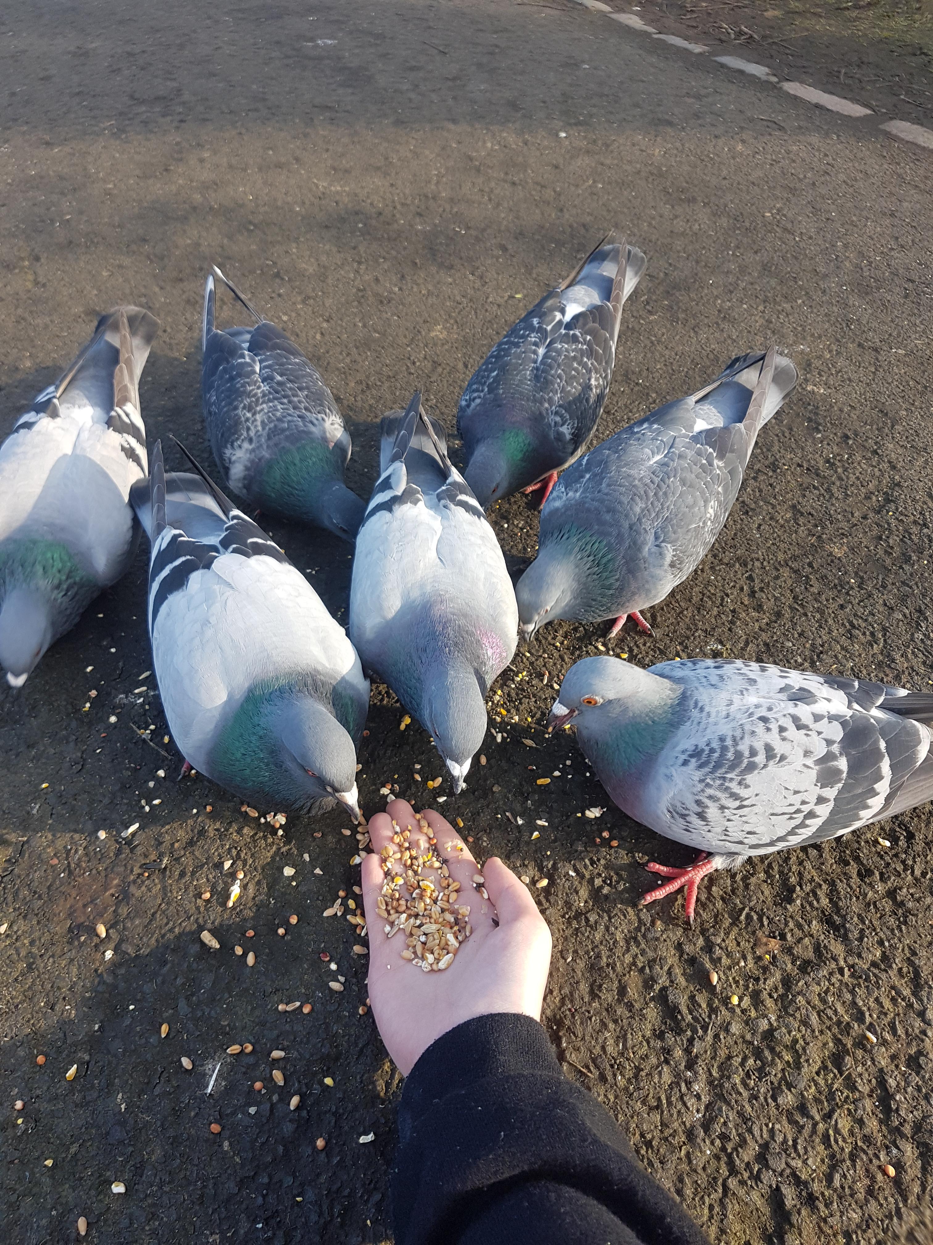 I'm too obsessed with pigeons,,, | Scrolller