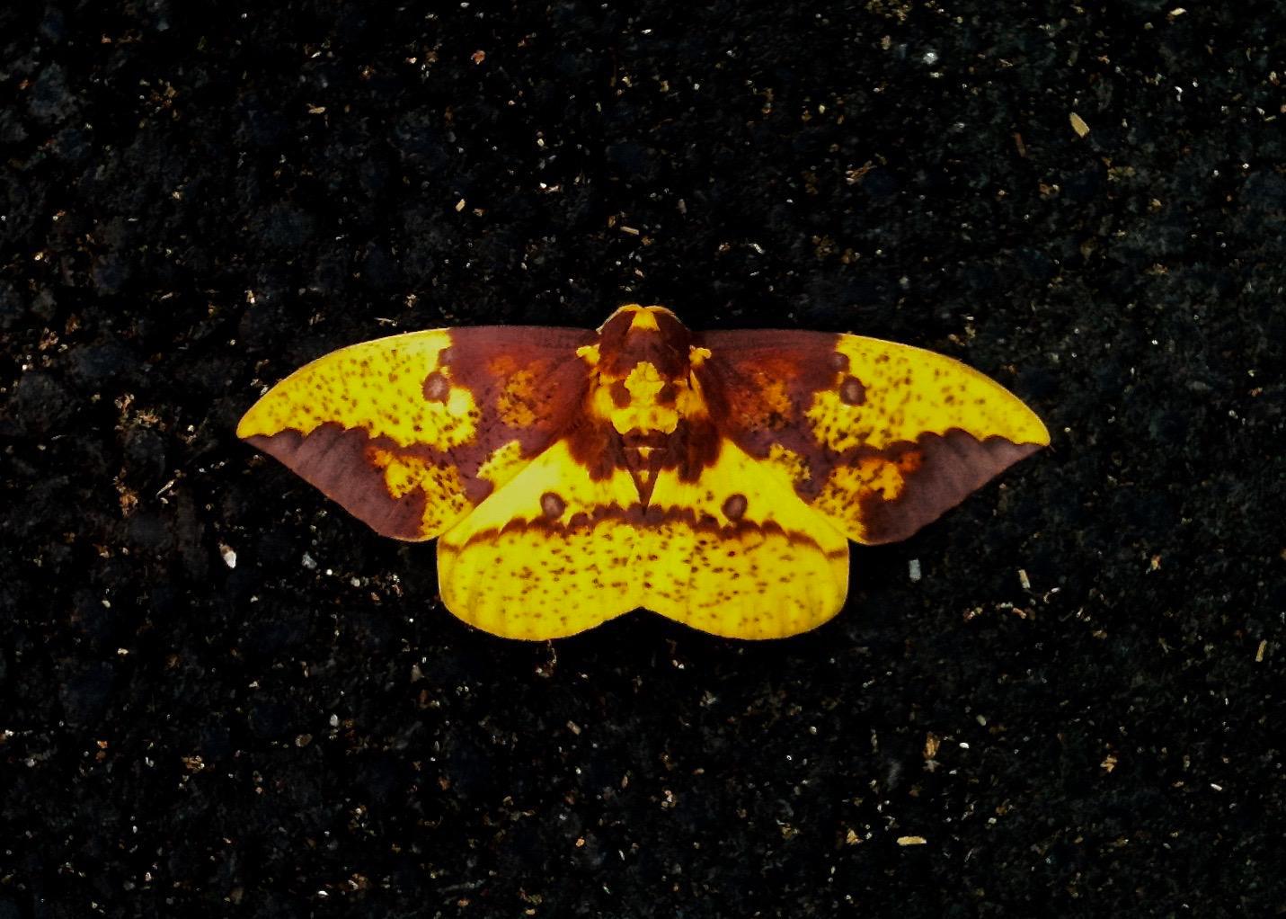 Imperial Moth | Scrolller