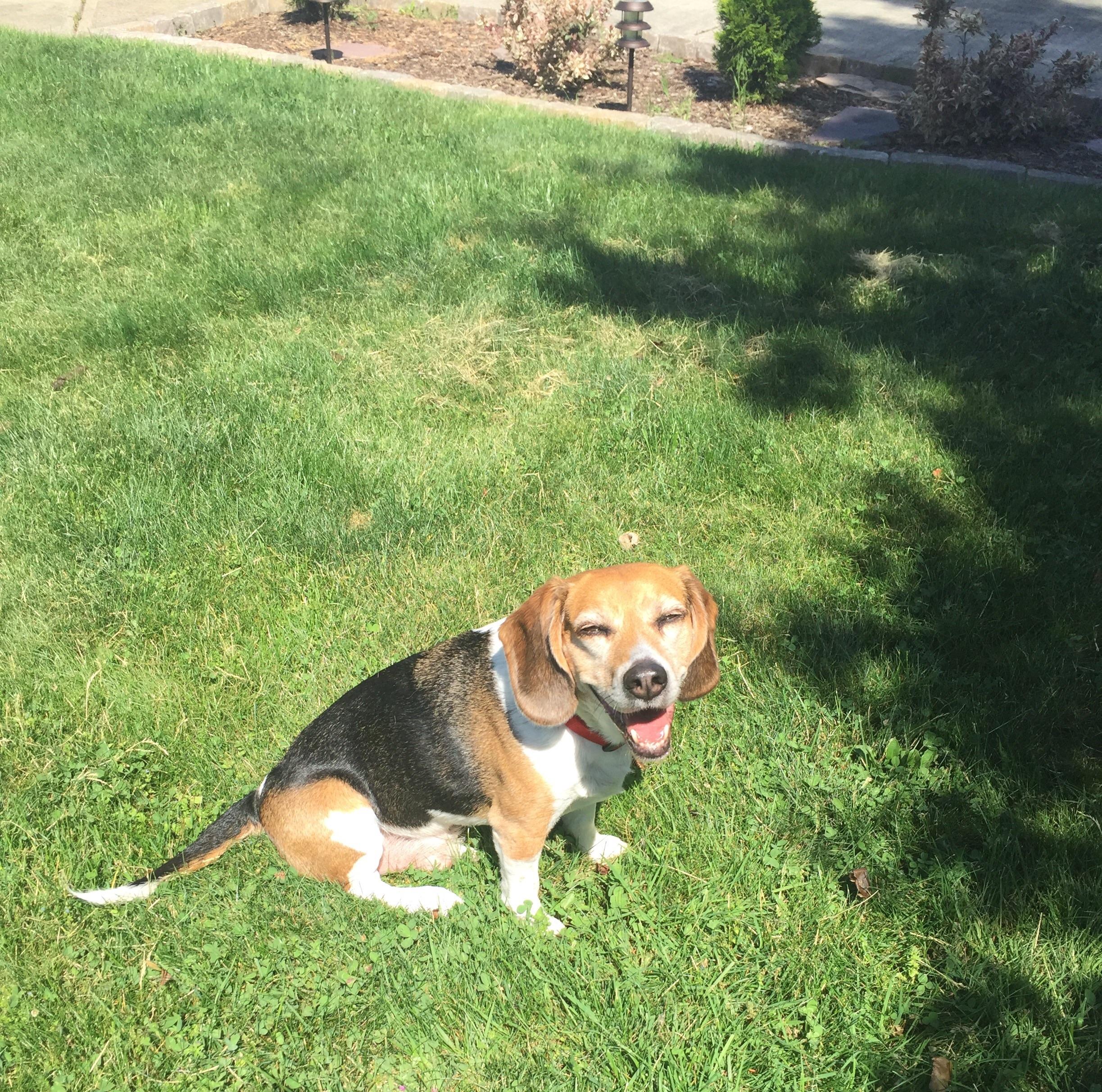 In his older years, he loves just laying in the warm grass, sniffing all the smells. | Scrolller