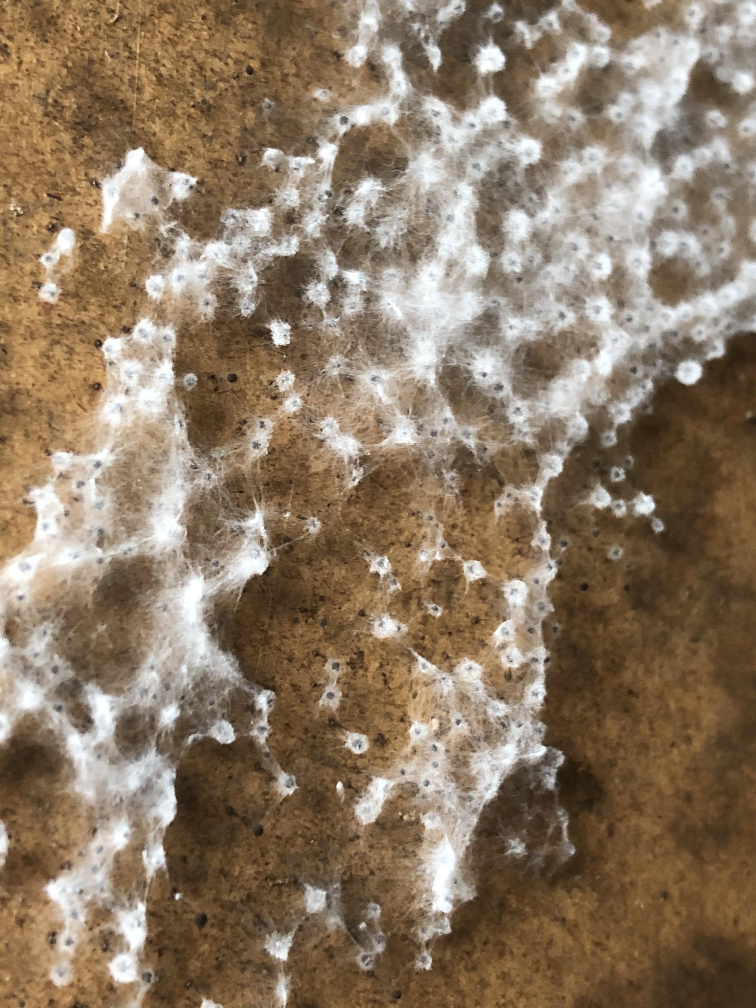 In my degrading shed. Is it slime mold? | Scrolller